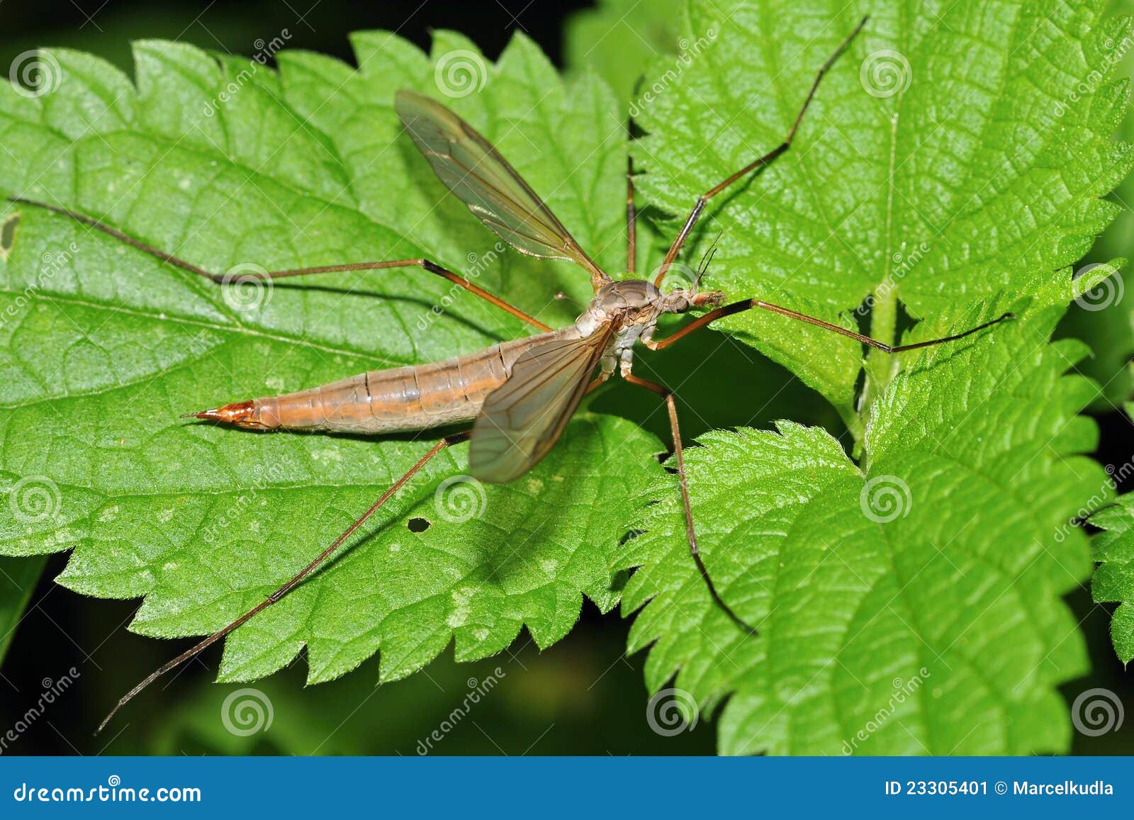 Tipula stock image. Image of sucker, leaf, tipula, face - 23305401