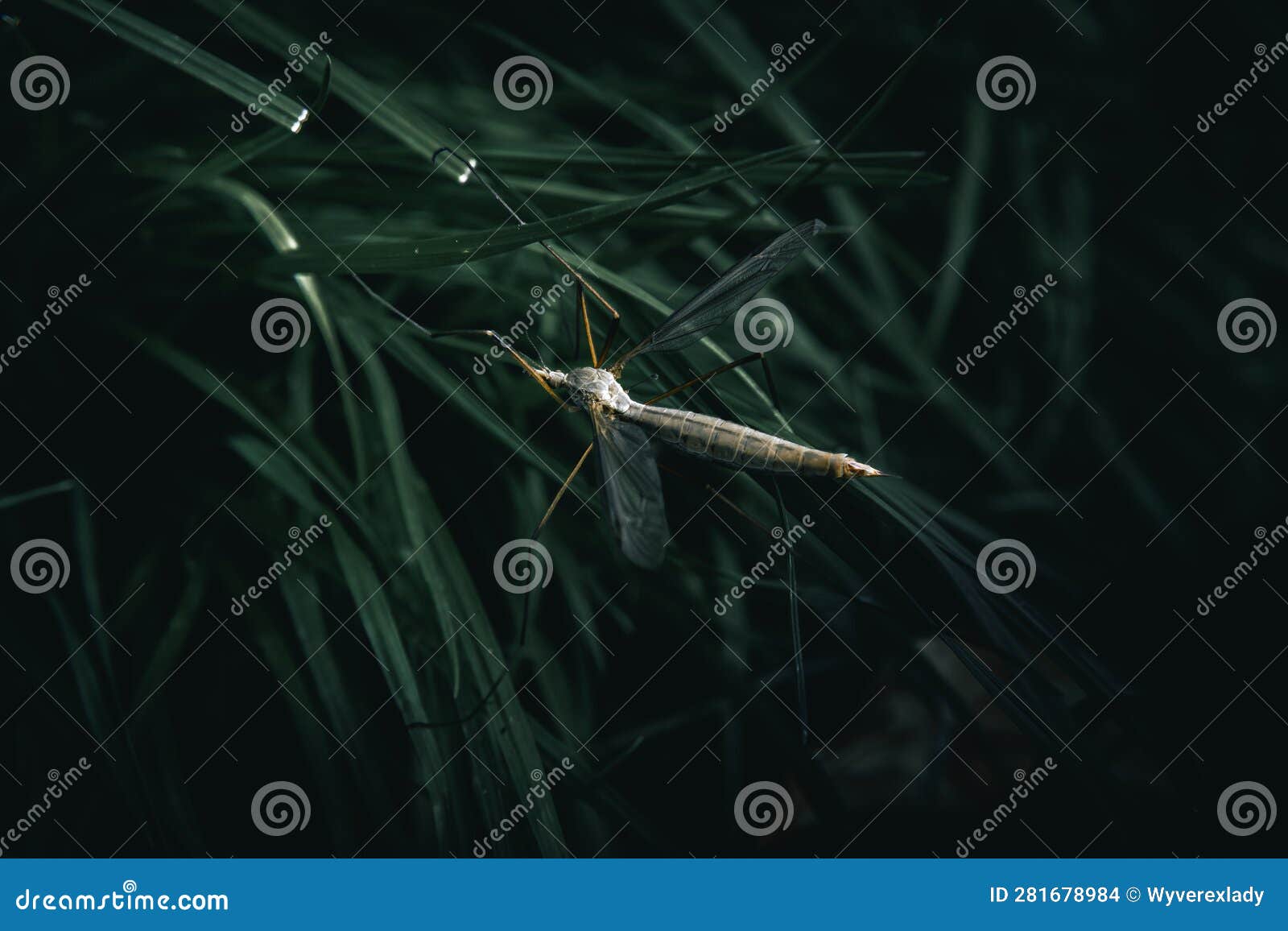 Tipula insect in the grass stock photo. Image of insect - 281678984