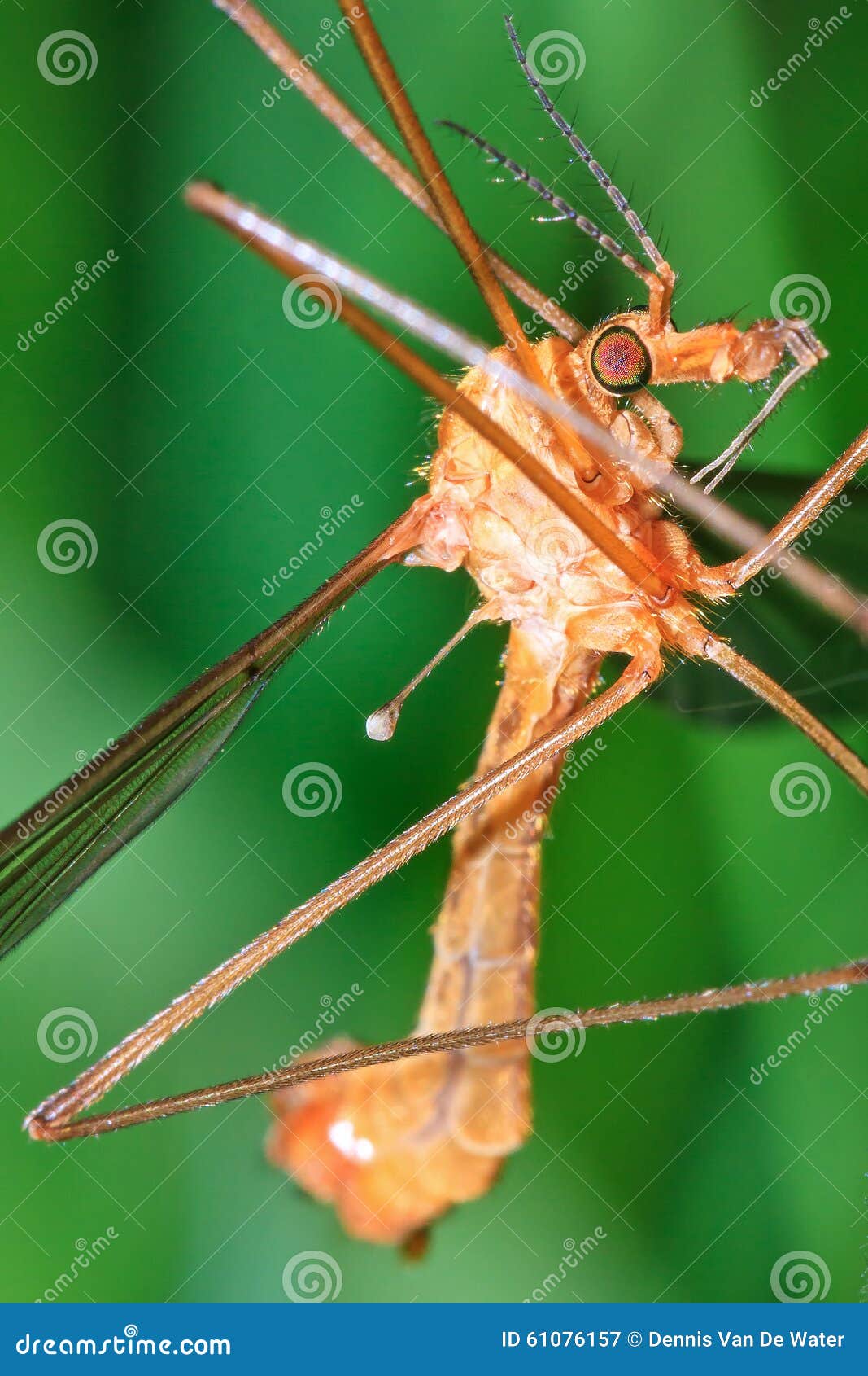 Tipula oleracea stock image. Image of green, daddy, long - 61076157