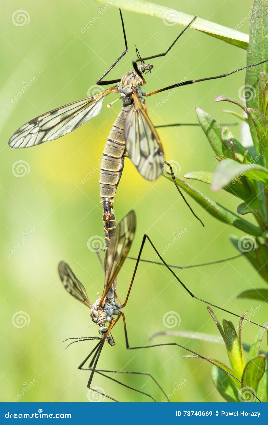 Tipula Oleracea during the Mating Season 2 Stock Image - Image of ...