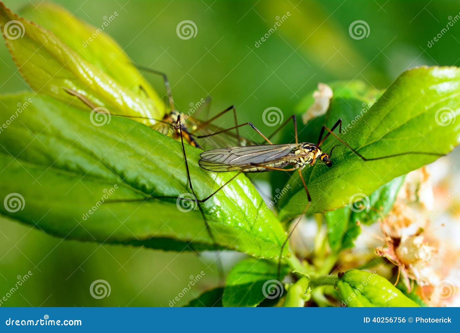 Tipule - (Tipulidae) stock photo. Image of mosquito, tipulidae - 40256756