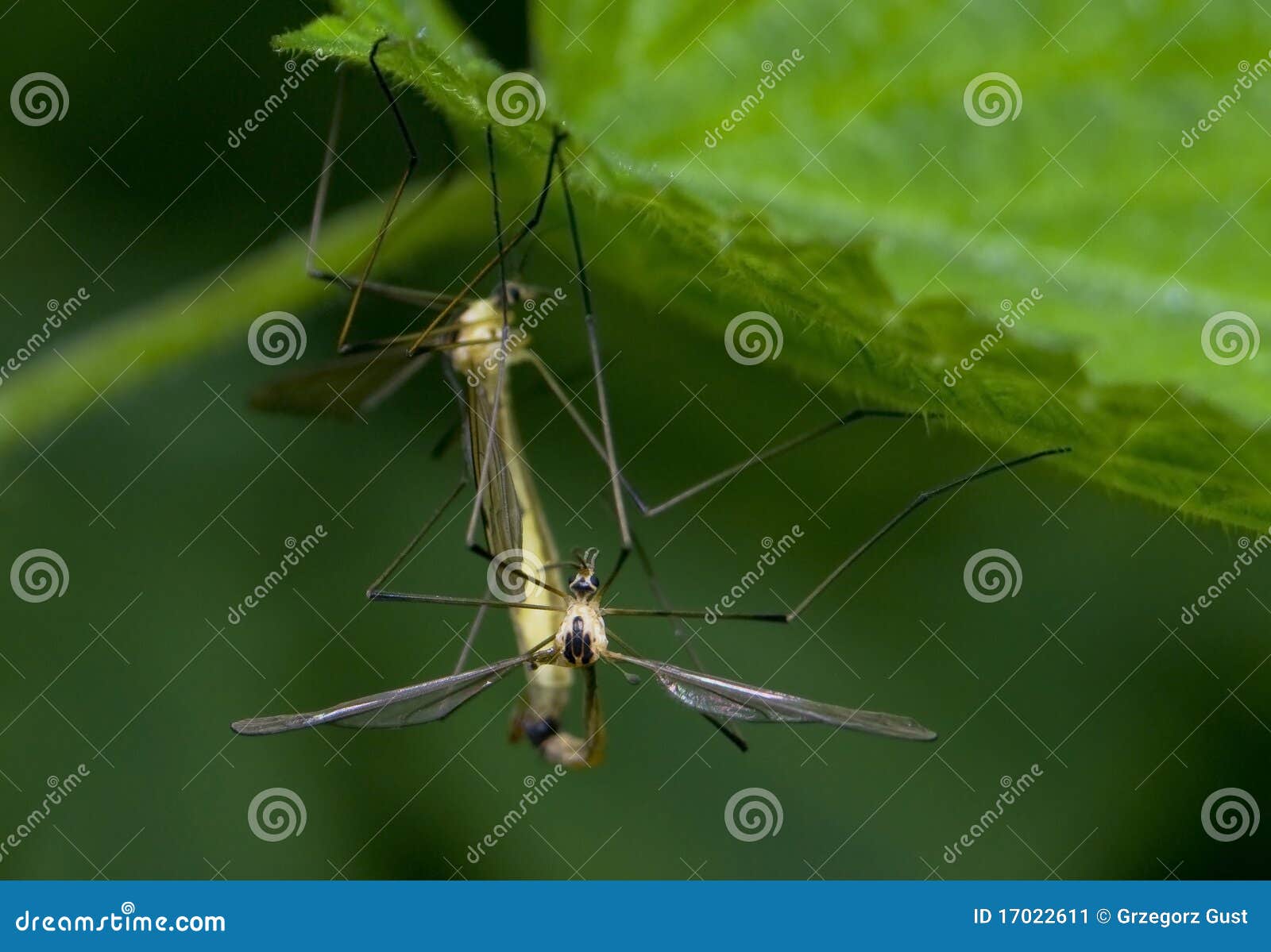 Tipulidae stock image. Image of great, tipulidae, large - 17022611