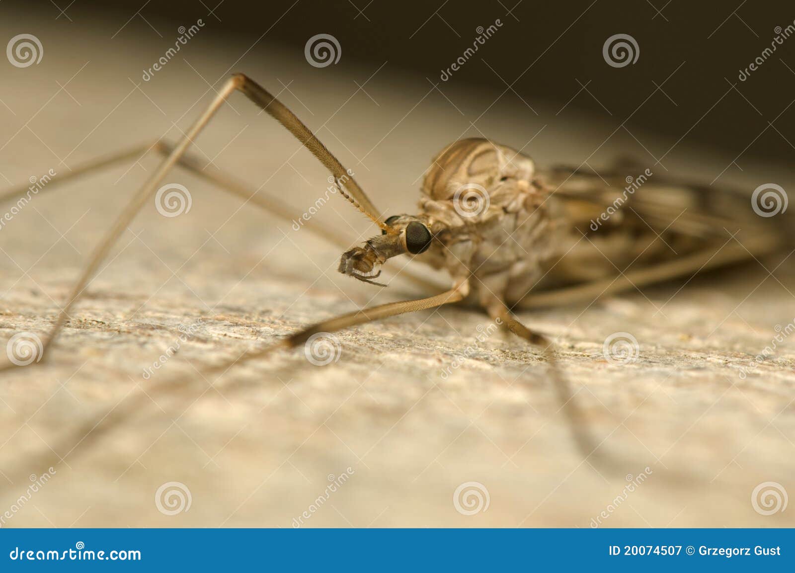 Tipulidae stock image. Image of infectious, brown, bloodsucker - 20074507