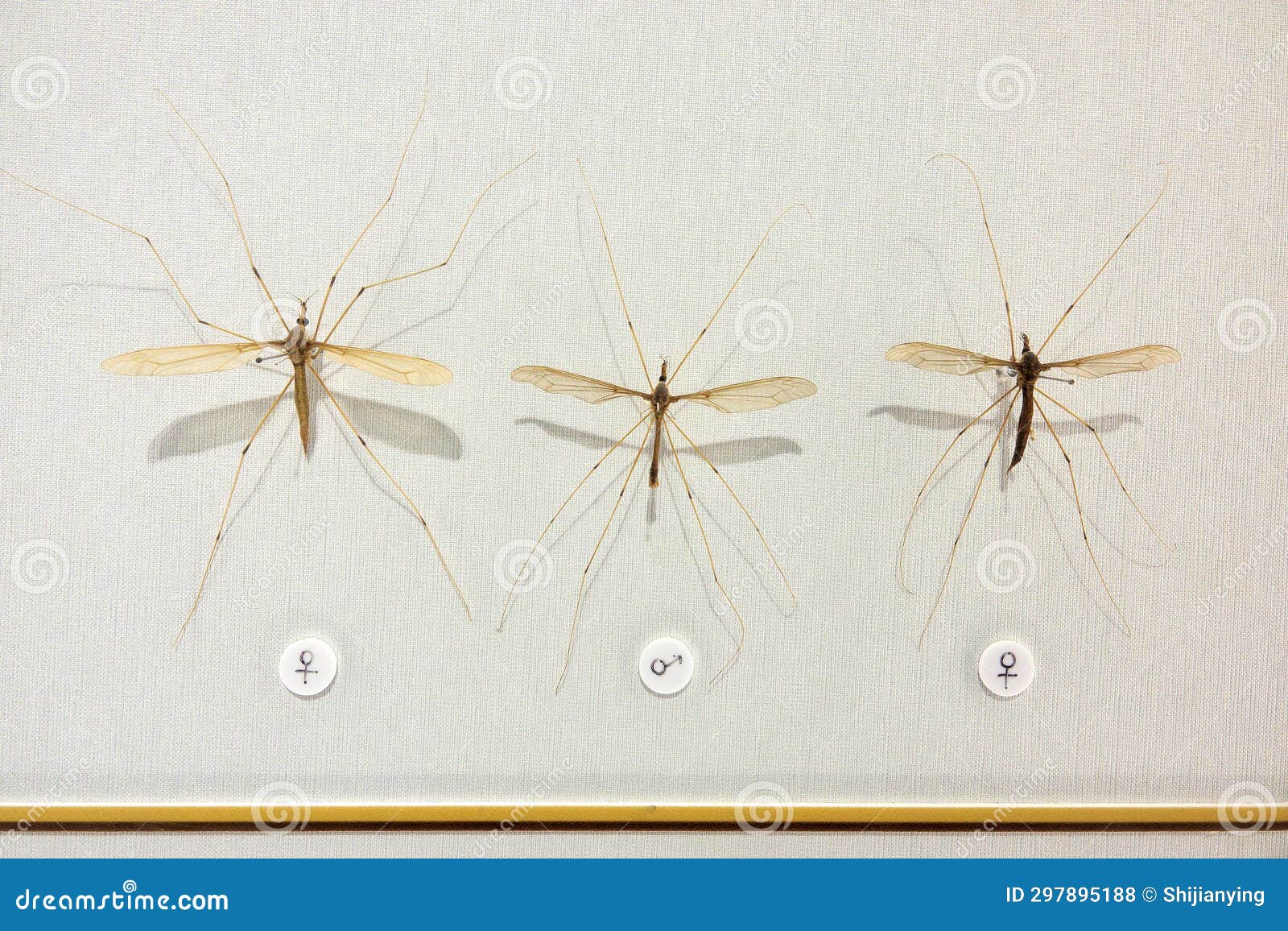 Tipulidae mosquito stock photo. Image of mosquito, insect - 297895188