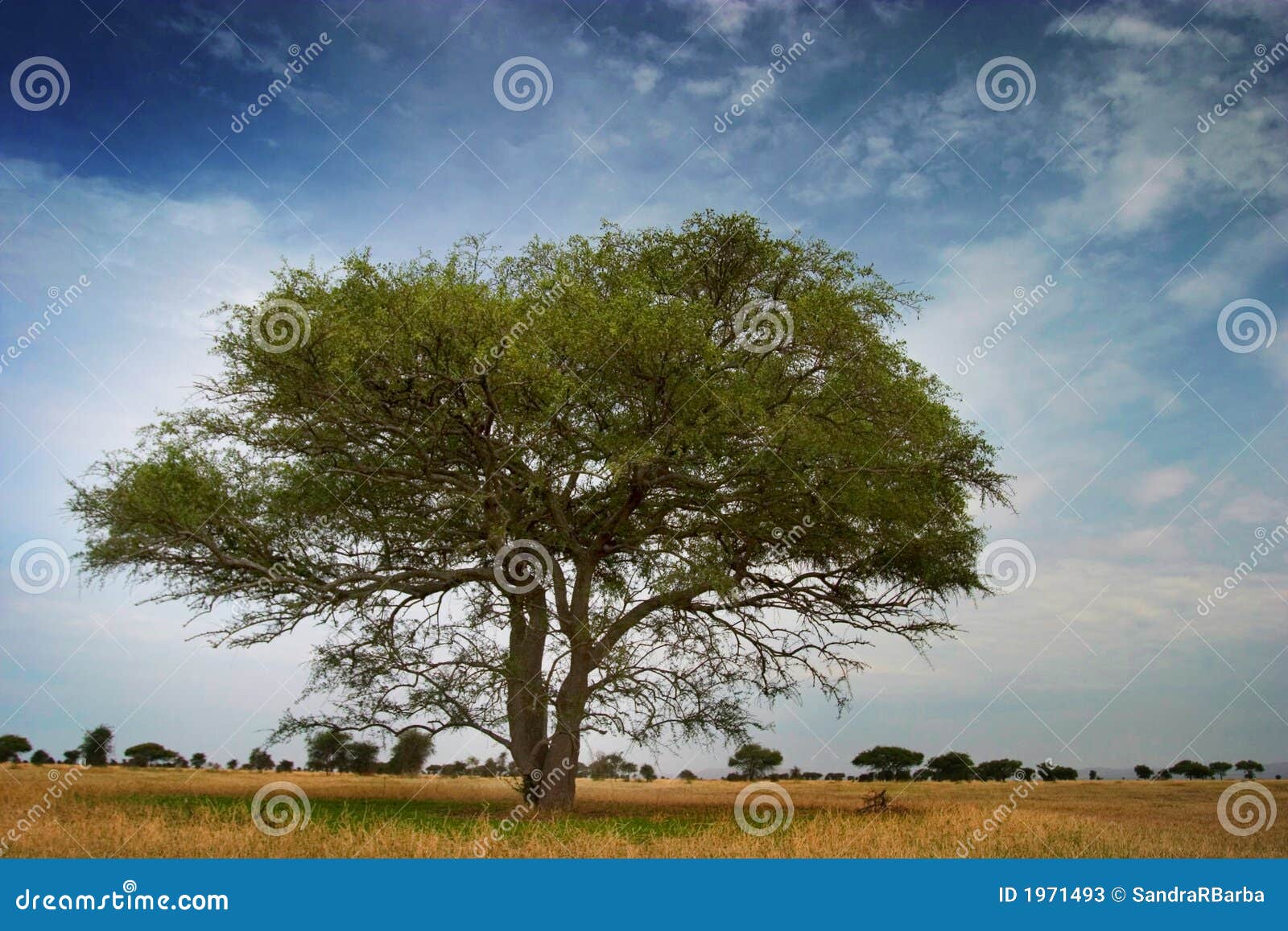 Tipycal African Tree on the Serengeti Park Stock Image - Image of ...