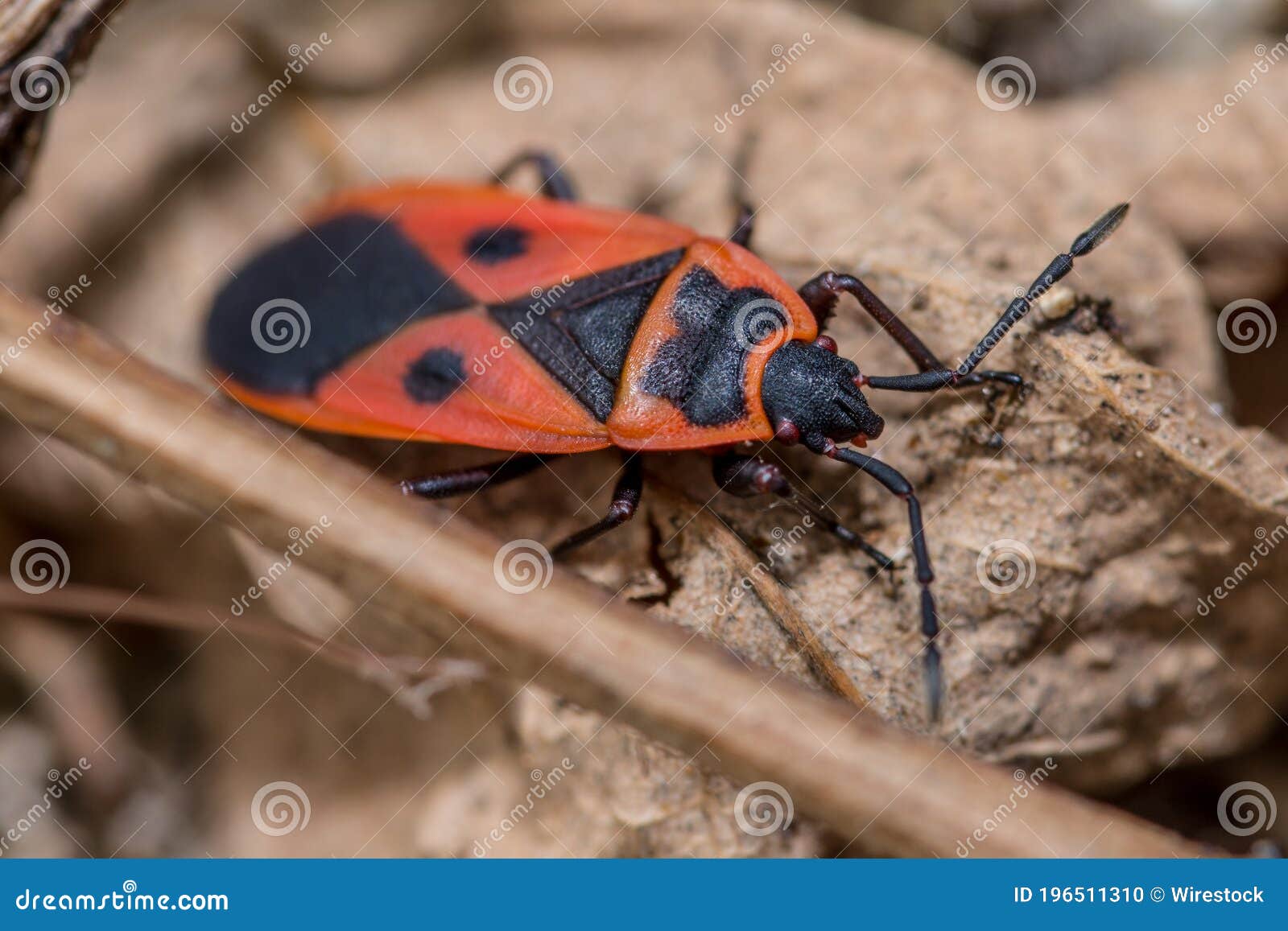 Tir Macro De Soldat Rouge D'insectes Photo stock - Image du insecte ...