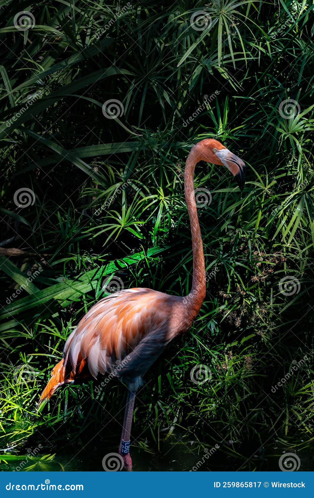 Tir vertical d'un flamant image stock. Image du normal - 259865817
