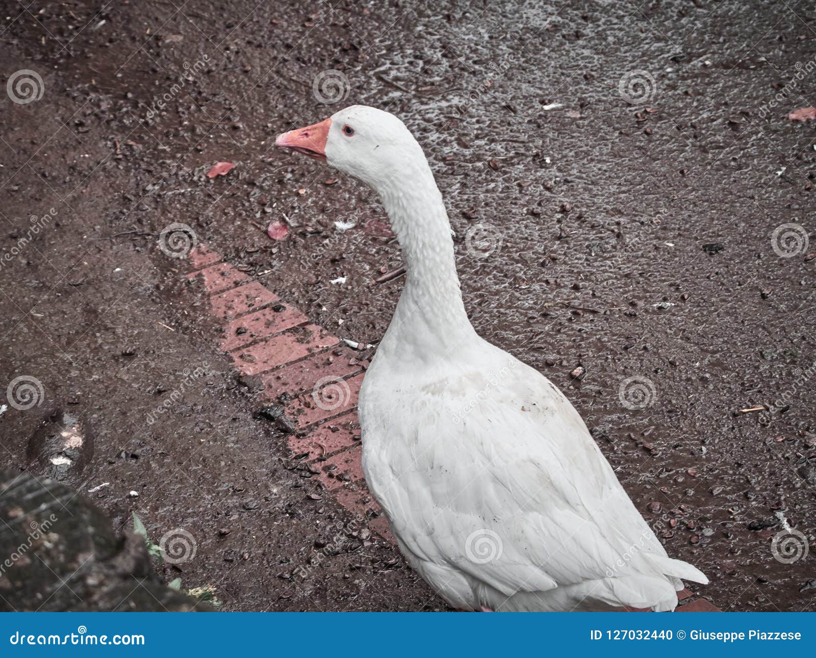 Tirado de un duc foto de archivo. Imagen de primer, casta - 127032440