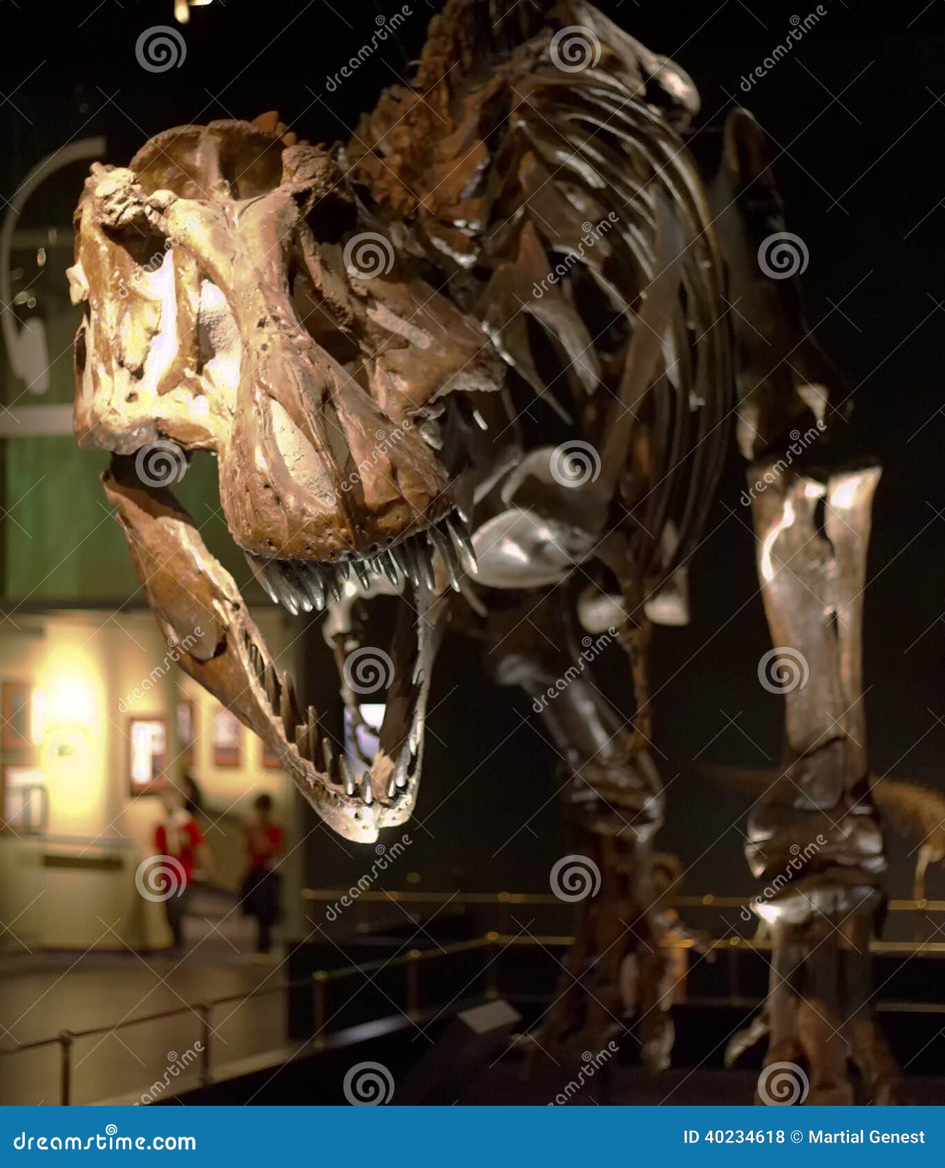 Tirannosauro Rex fotografia stock editoriale. Immagine di resti - 40234618