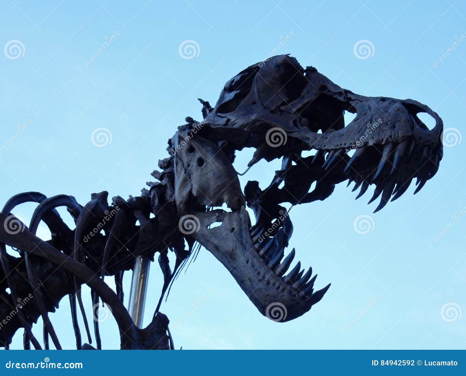 Tirannosauro Rex fotografia stock. Immagine di animale - 84942592