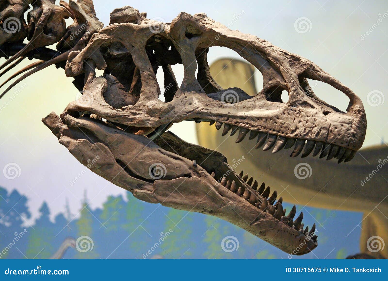 Tirannosauro Rex Dinosaur Head Immagine Stock - Immagine di muso ...