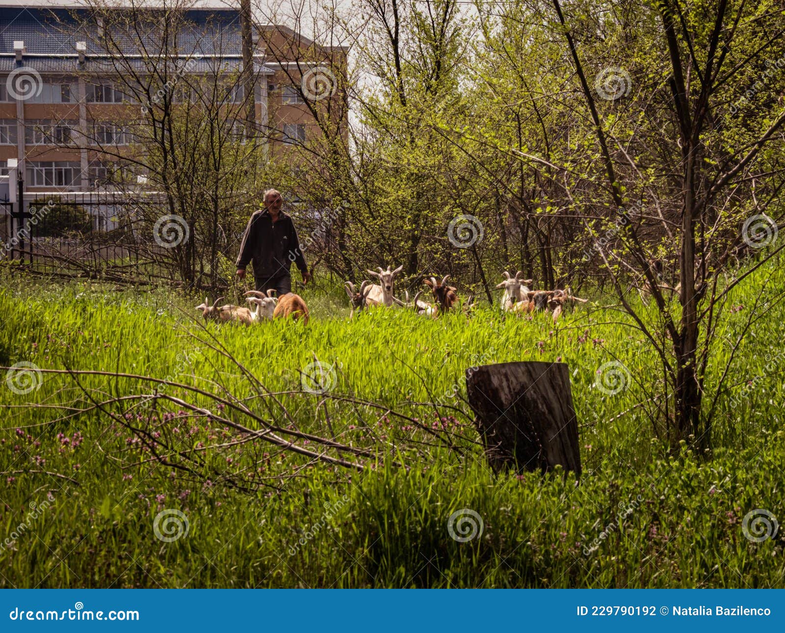 Tiraspol, Moldova - May 2, 2021: Shepherd Leads a Group of Goats To ...