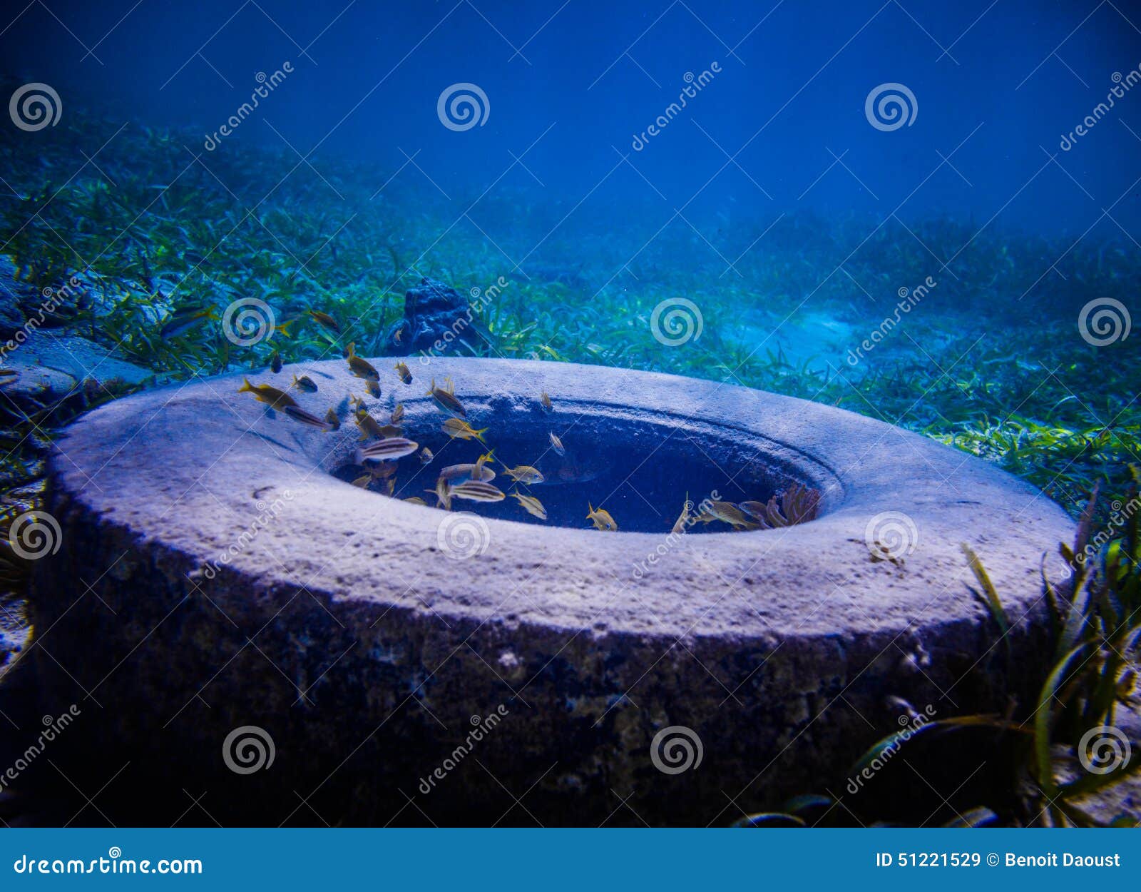 Tire Found Underwater stock image. Image of fish, deep - 51221529