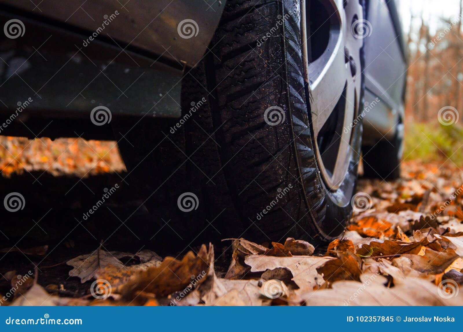 Tire in leaves stock image. Image of flora, autumn, beautiful - 102357845