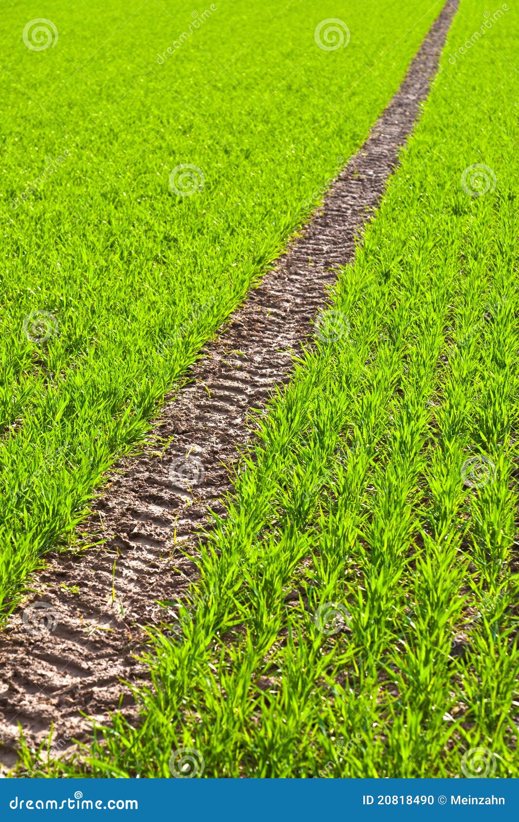 Tire Path in Field stock photo. Image of rain, soggy - 20818490