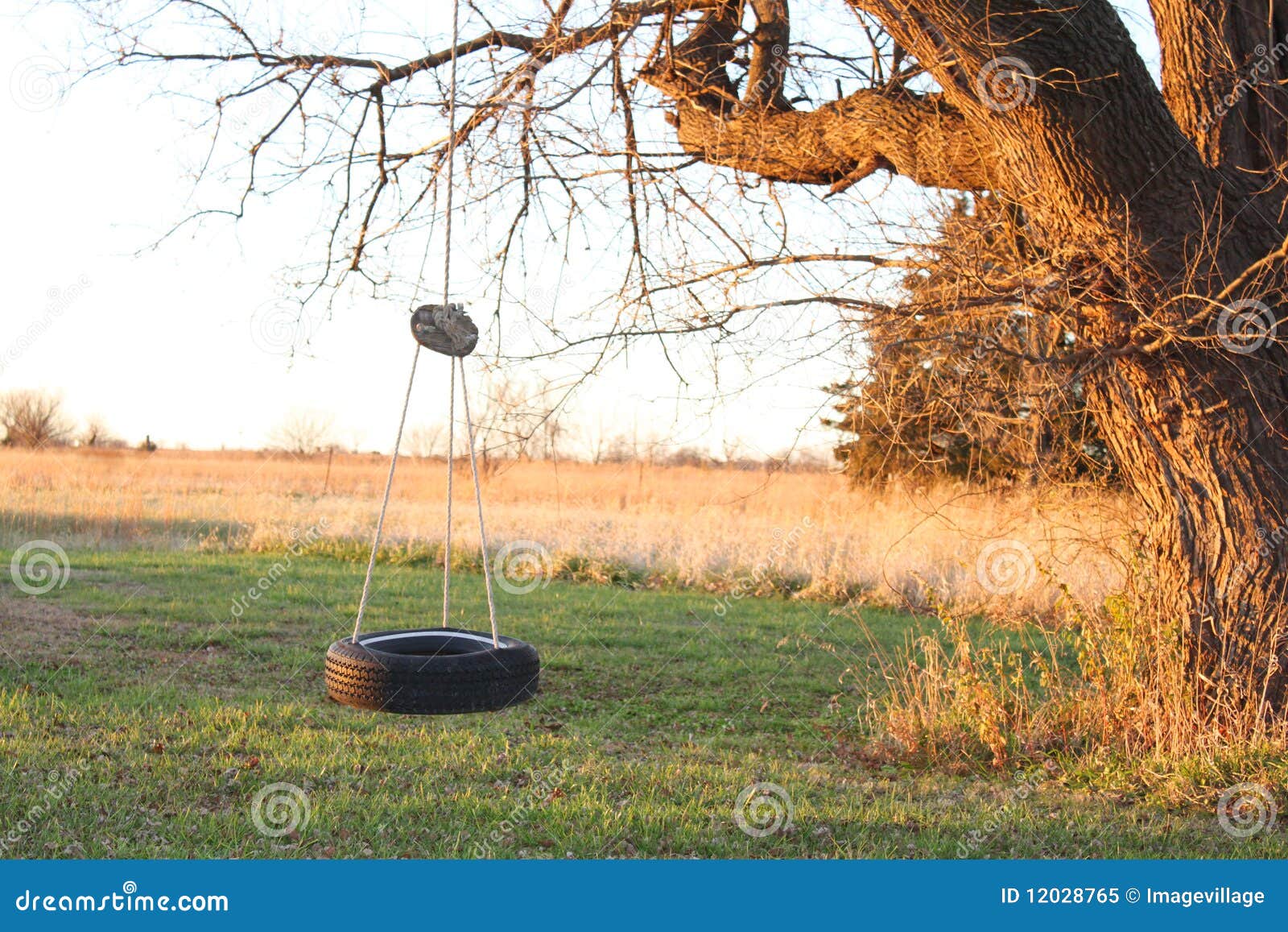 Tire Swing Hanging From A Tree In A Summer Garden. Concept Photo Of ...