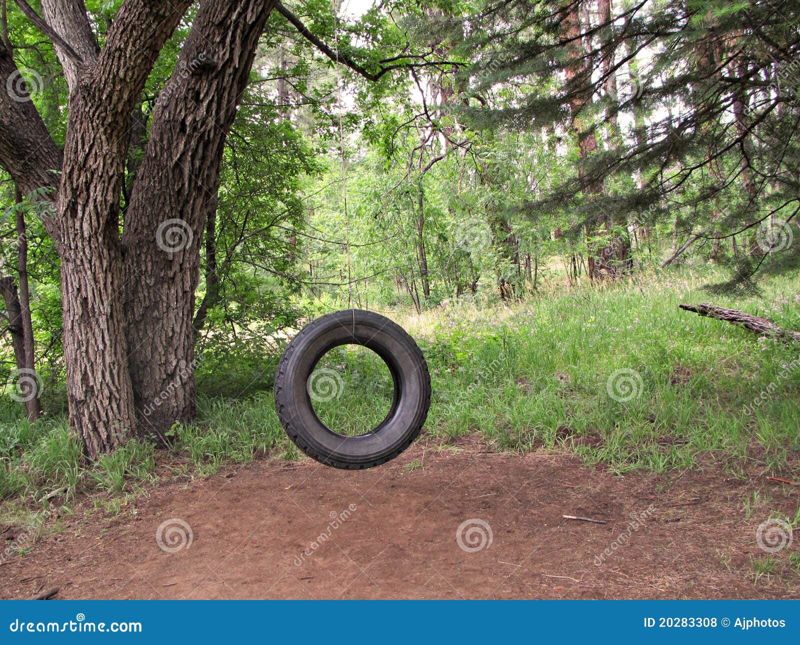 Tire Swing Hanging From A Tree In A Summer Garden. Concept Photo Of ...