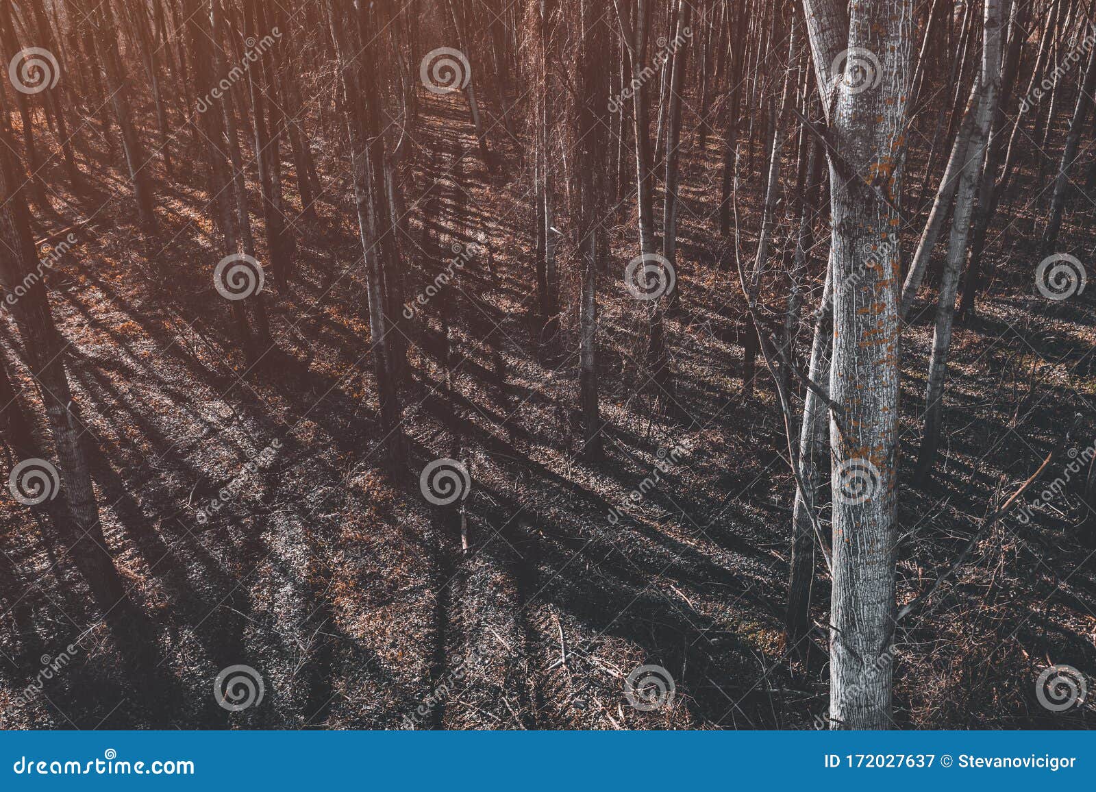 Tire Track Tread Marks in Aspen Tree Forest Stock Image - Image of ...