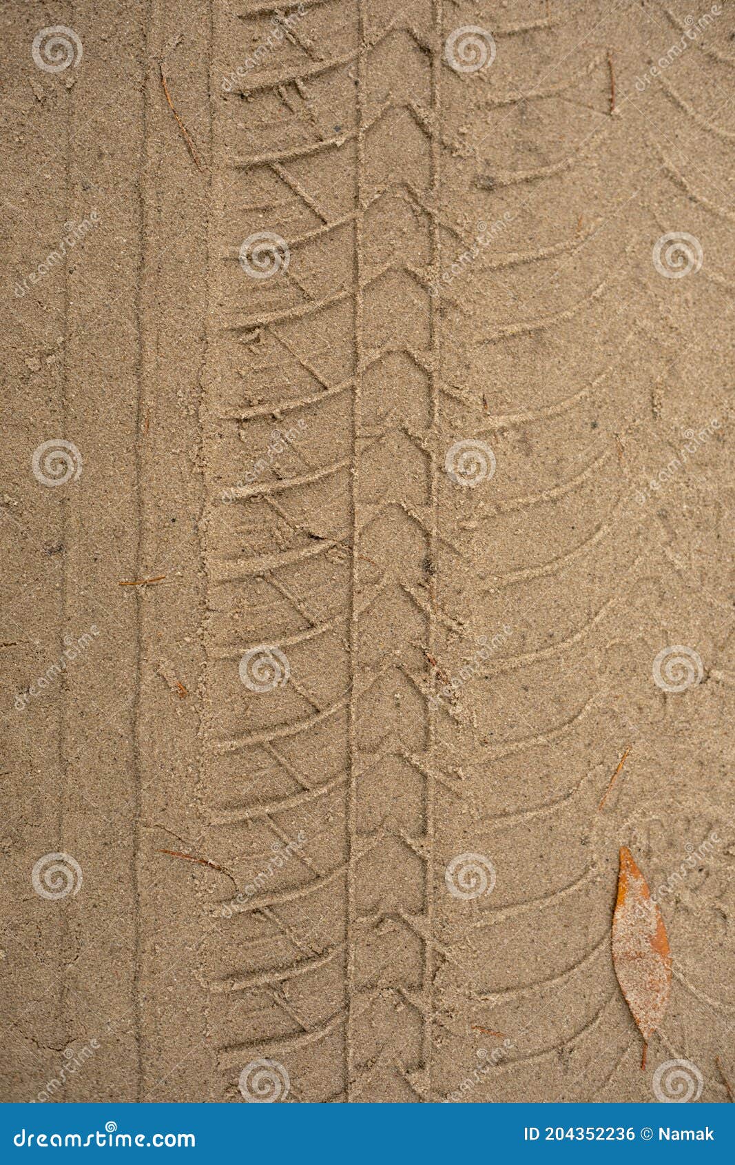 Tire Tracks of Car Wheels on a Sandy Road in a Forest with a Fallen ...