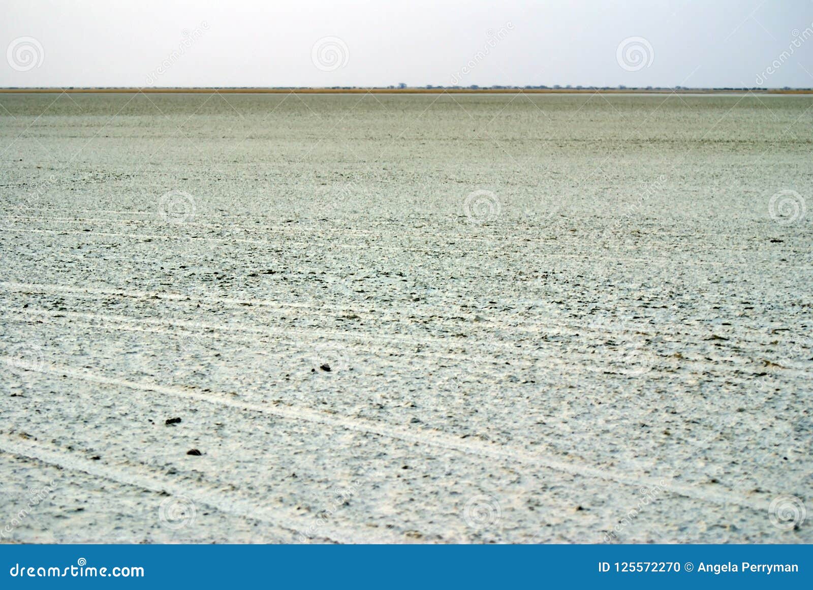 Salt flat in Botswana stock photo. Image of tracks, southern - 125572270