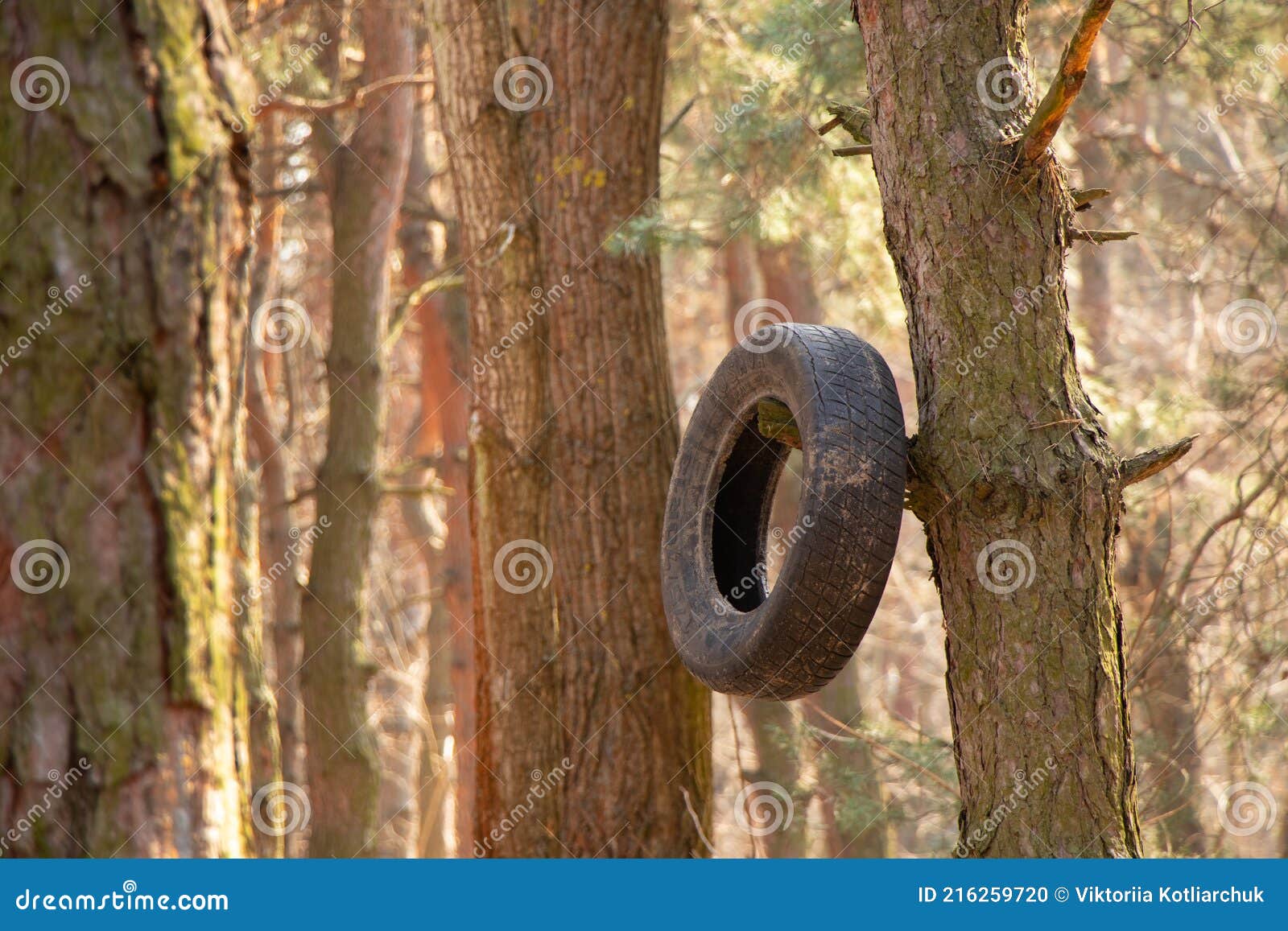 Tire on a Tree on Branches, Environmental Pollution Stock Photo - Image ...