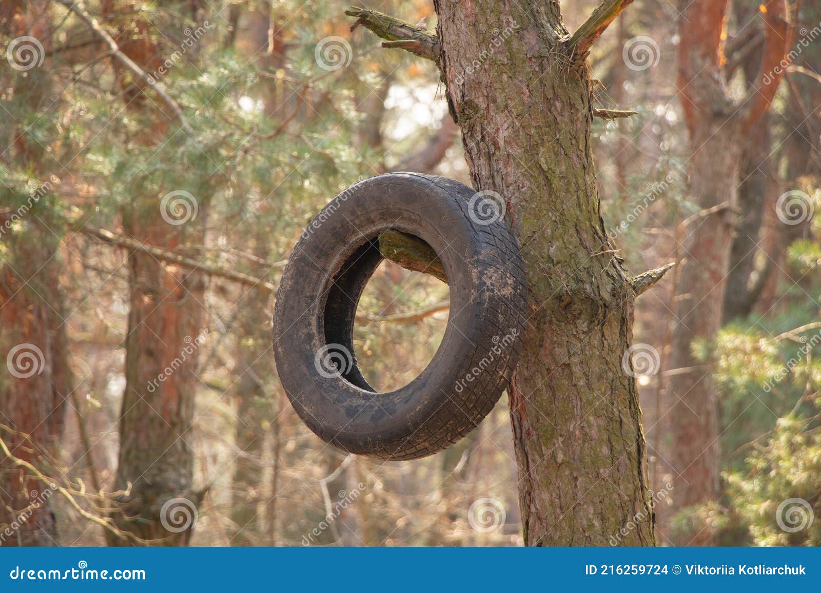 Tire on a Tree on Branches, Environmental Pollution Stock Photo - Image ...