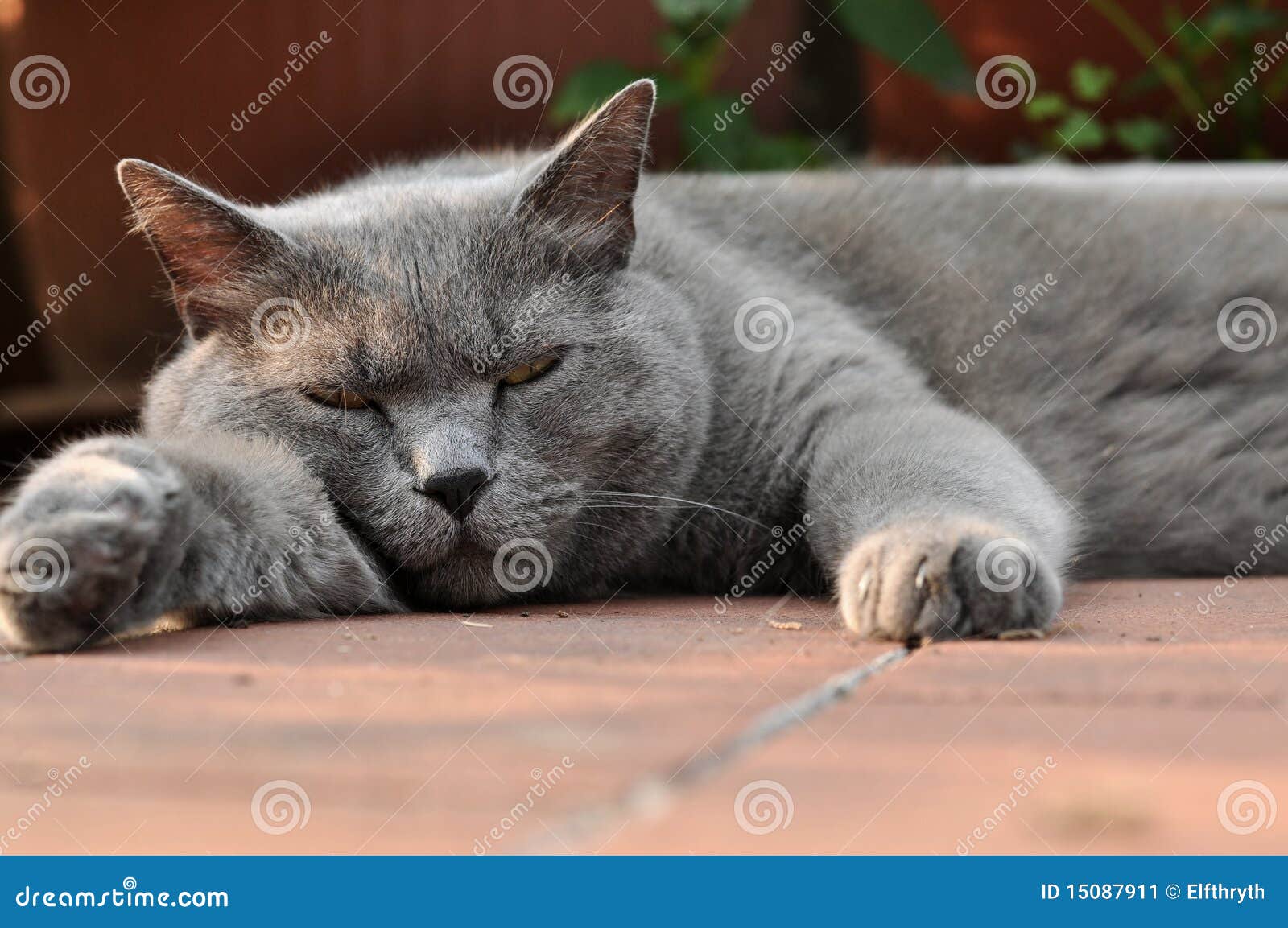 152 Chartreuse Cat Photos - Free & Royalty-Free Stock Photos from ...