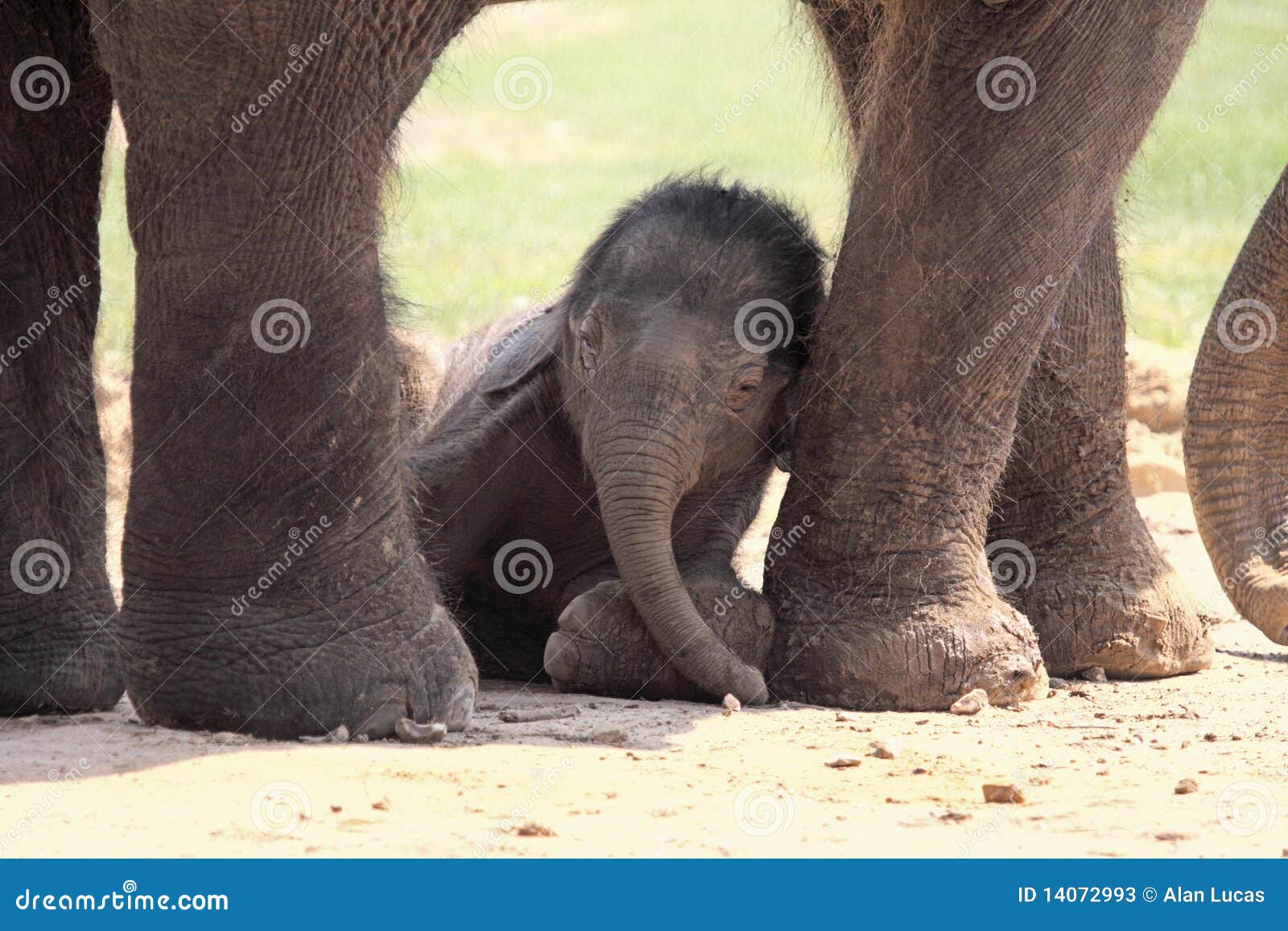 Tired Baby stock image. Image of asian, herbivorous, hair - 14072993