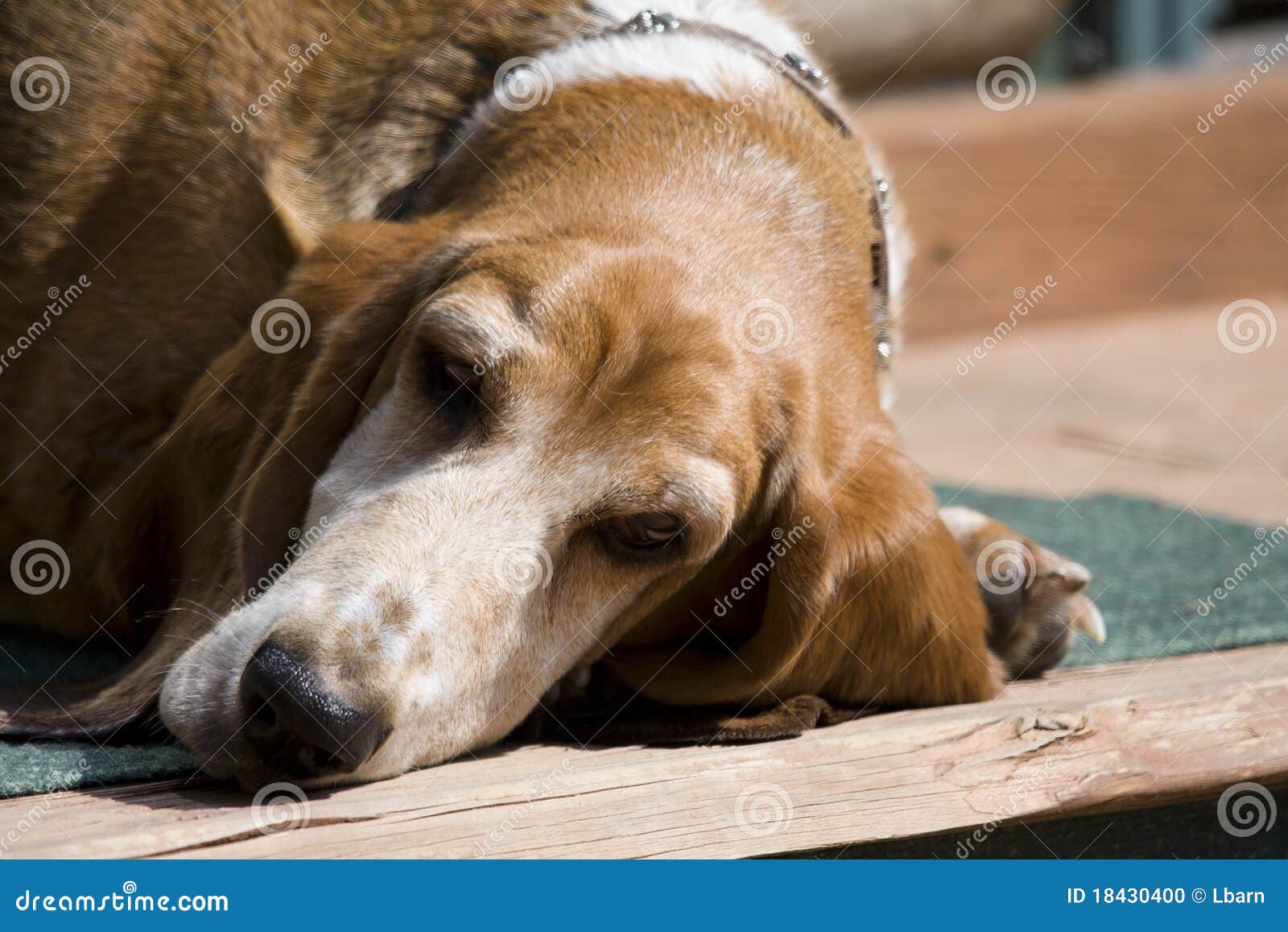 Tired basset hound stock photo. Image of canine, tired - 18430400