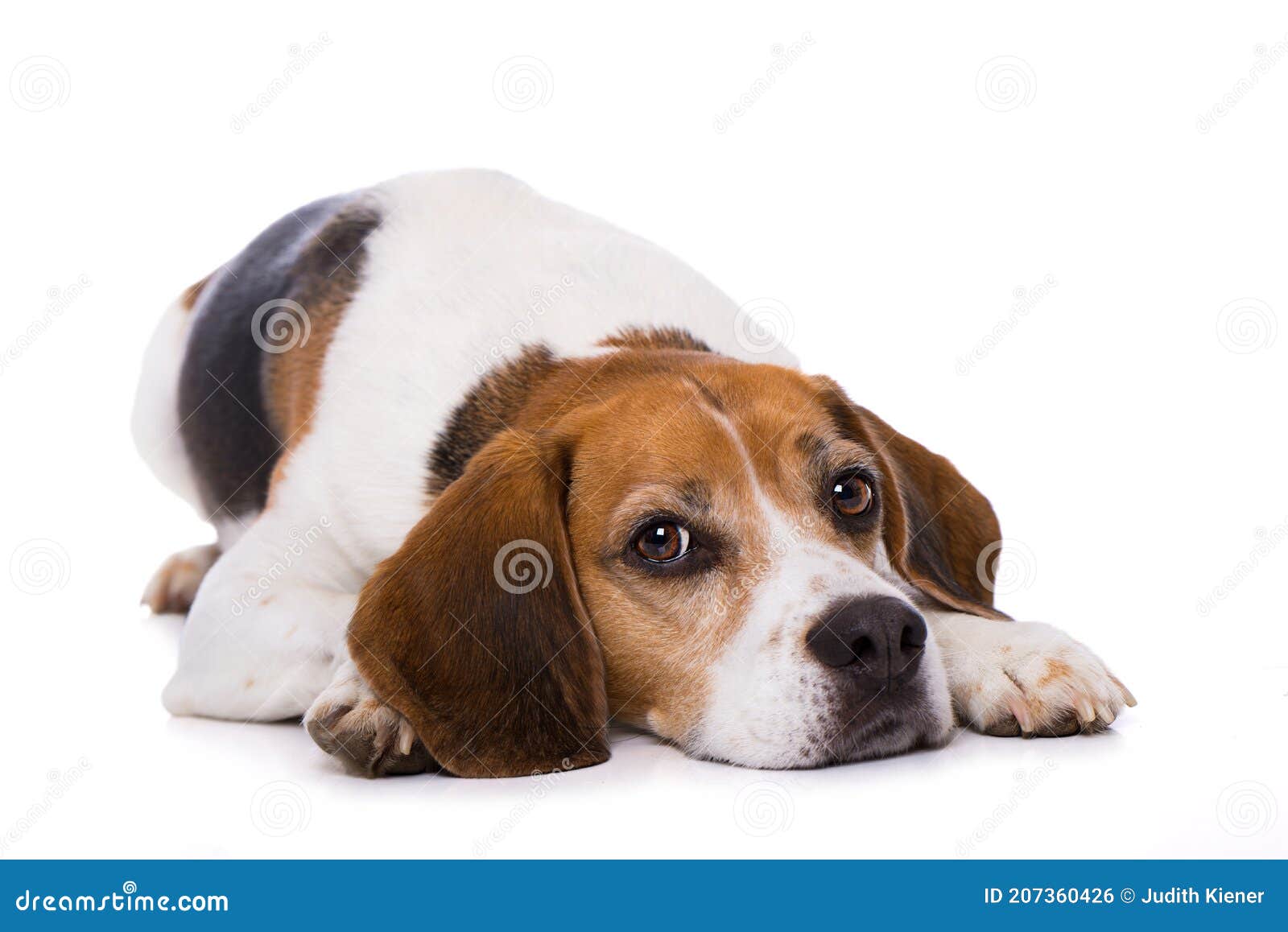Tired Beagle Stock Photography | CartoonDealer.com #162164888