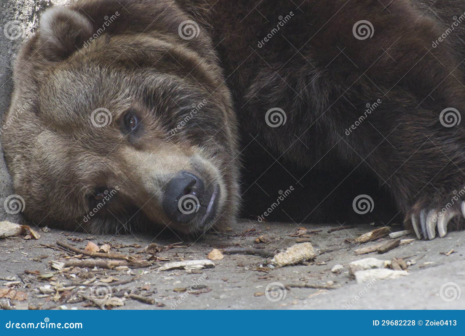 Tired Bear stock photo. Image of wild, sleepy, cute, cuddly - 29682228