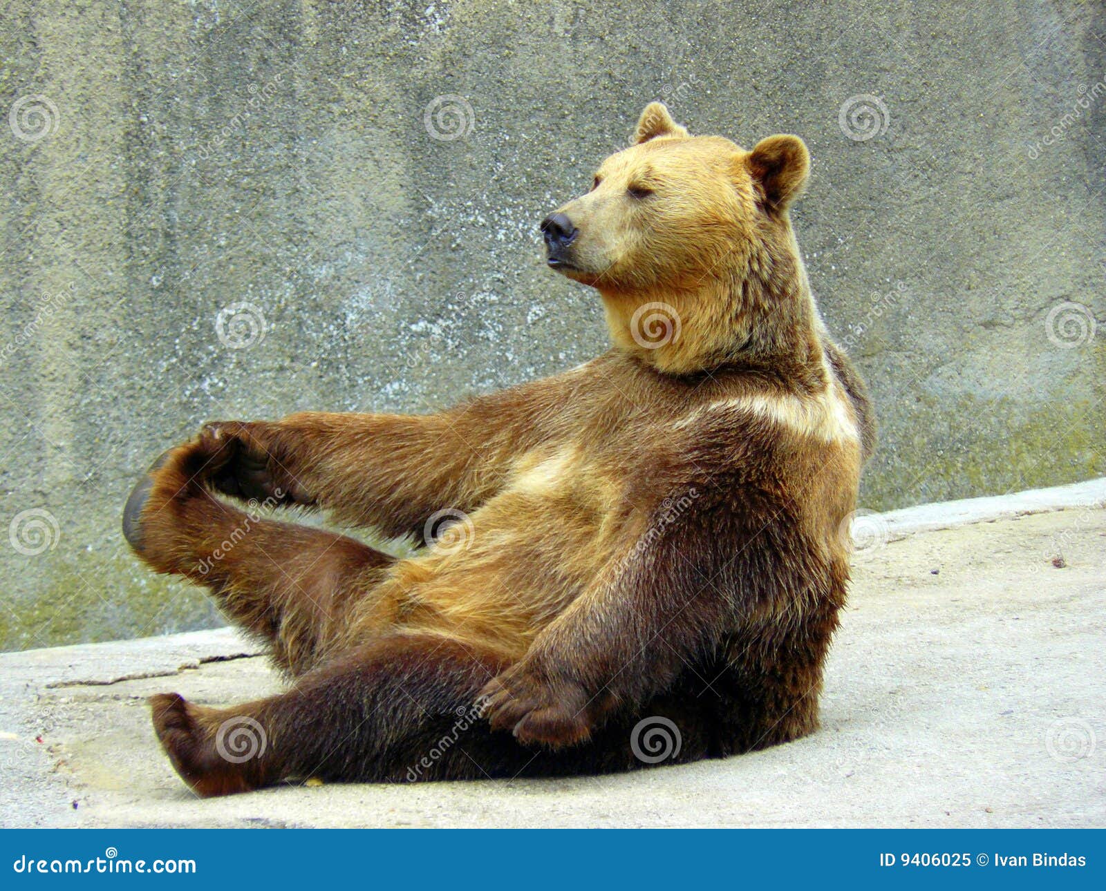Tired bear stock image. Image of boring, autumn, brown - 9406025