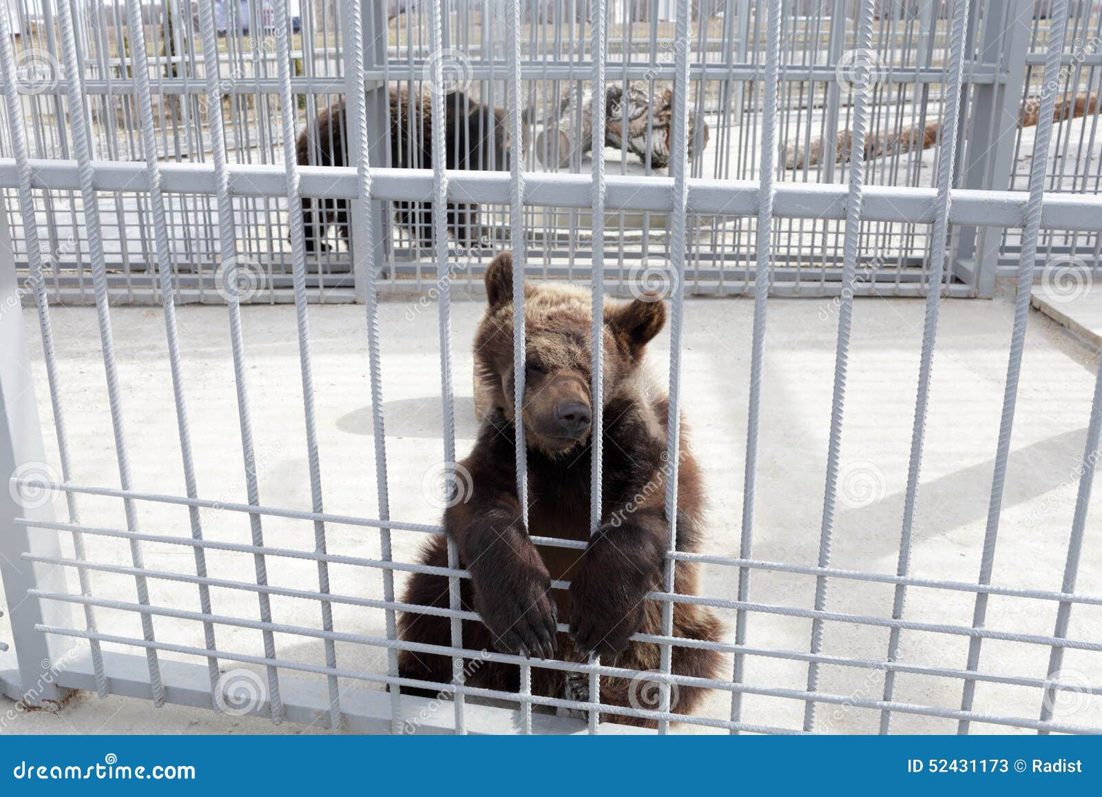 Tired bear stock image. Image of wild, wildlife, portrait - 52431173
