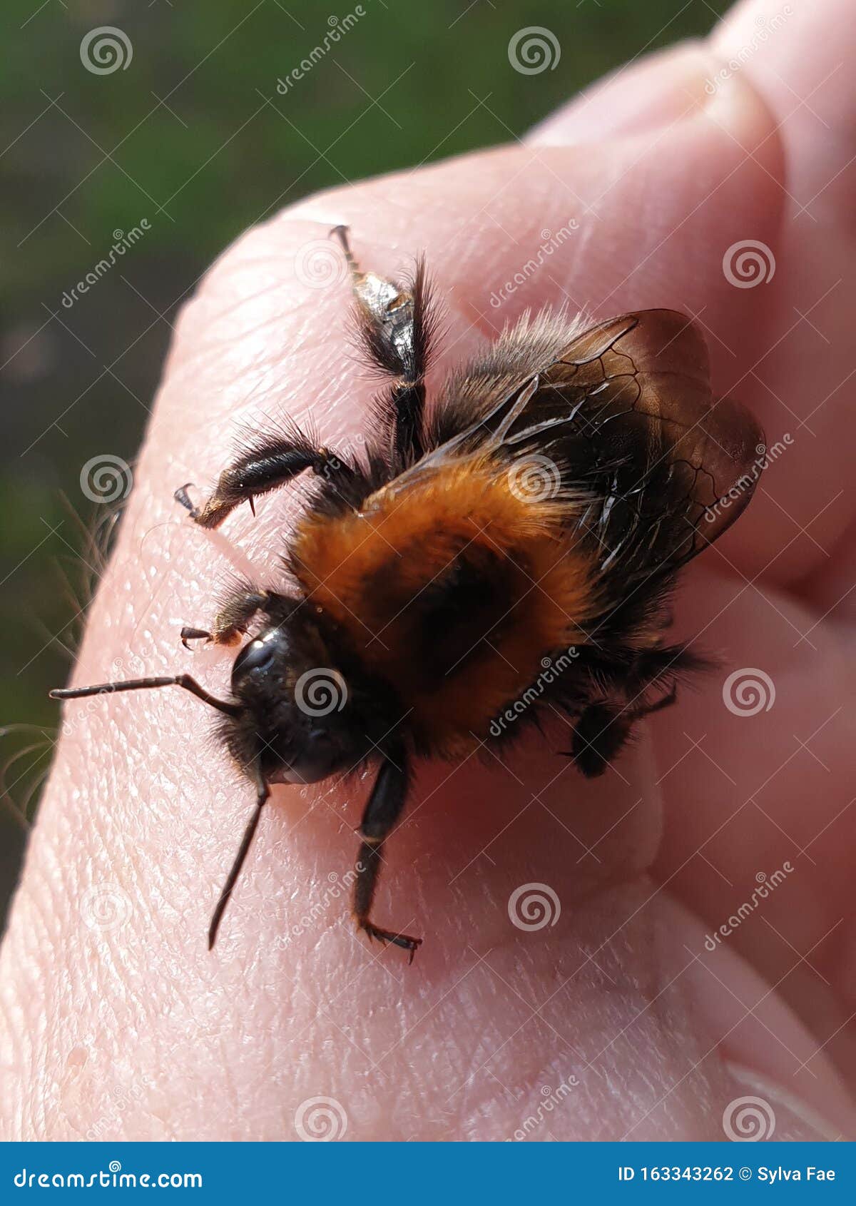 Tired Bee stock photo. Image of bees, insect, tired - 163343262