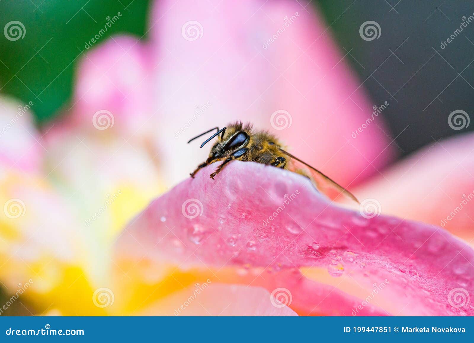 Tired Bee Resting on a Wet Flower of Pink Rose Stock Image - Image of ...