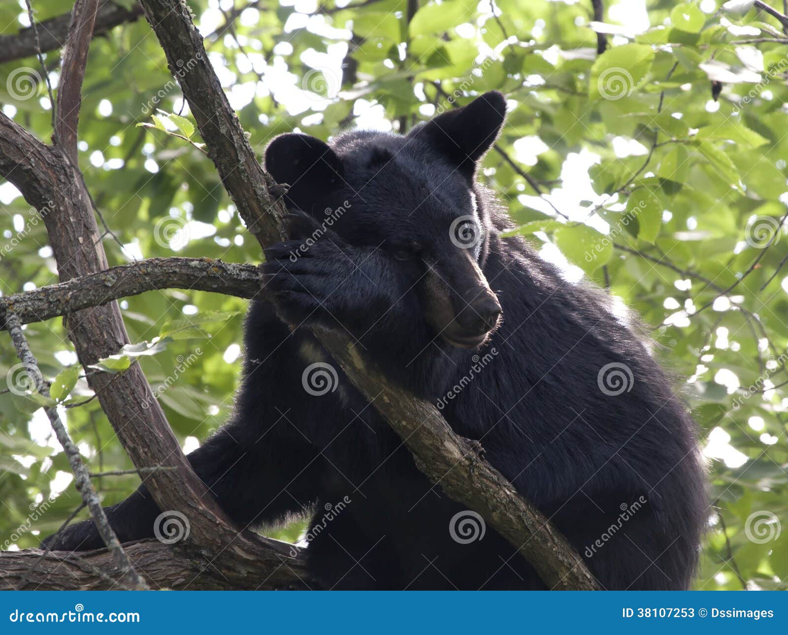 Tired Black Bear Cub stock image. Image of wildlife, young - 38107253