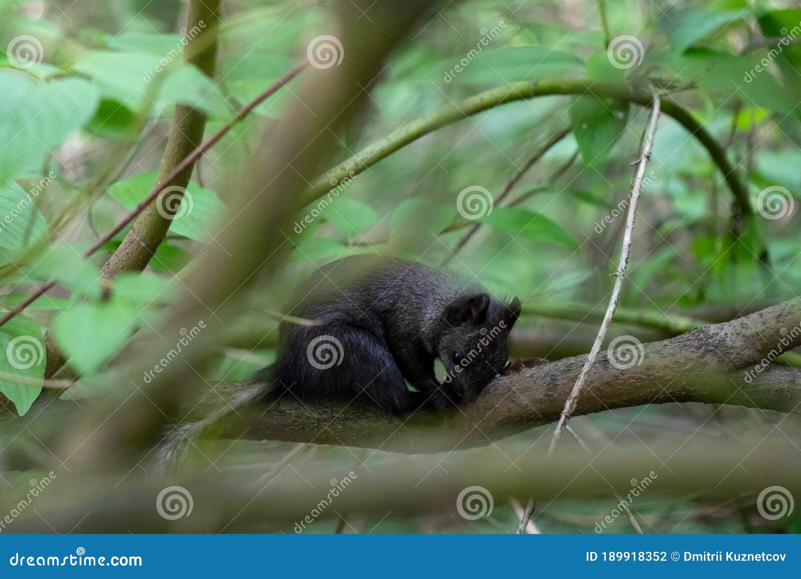 Tired black squirrel stock photo. Image of balck, creature - 189918352