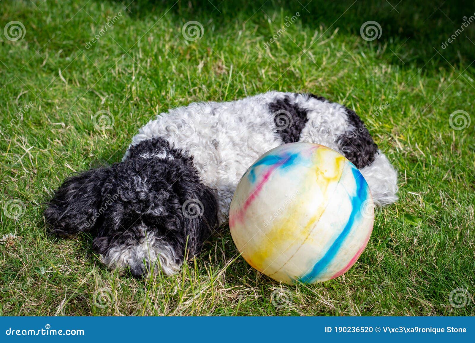 Tired Black and White Cockapoo Lying Dow with Her Ball after a Good ...