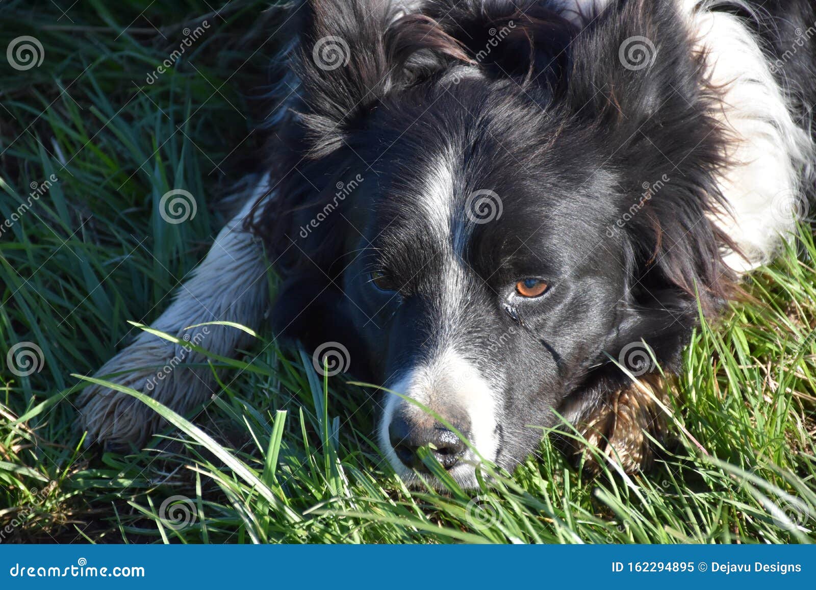 Tired Border Collie with His Head Down in the Grass Stock Image - Image ...