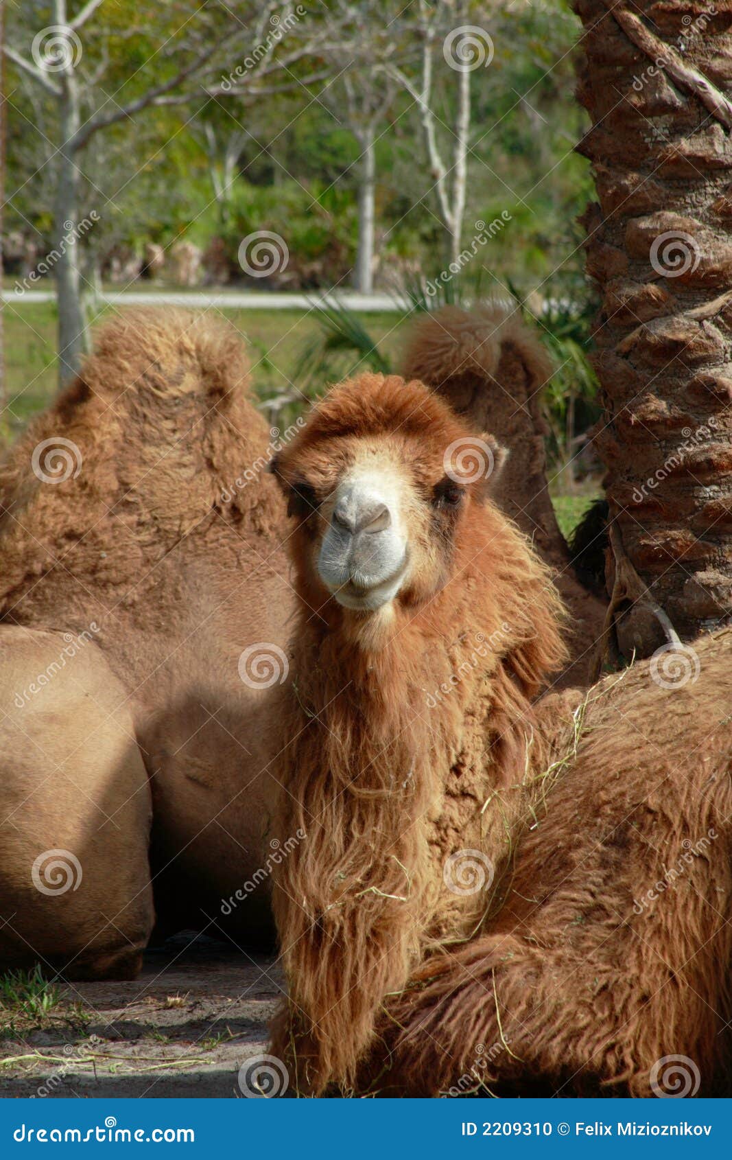Long Haired Camel