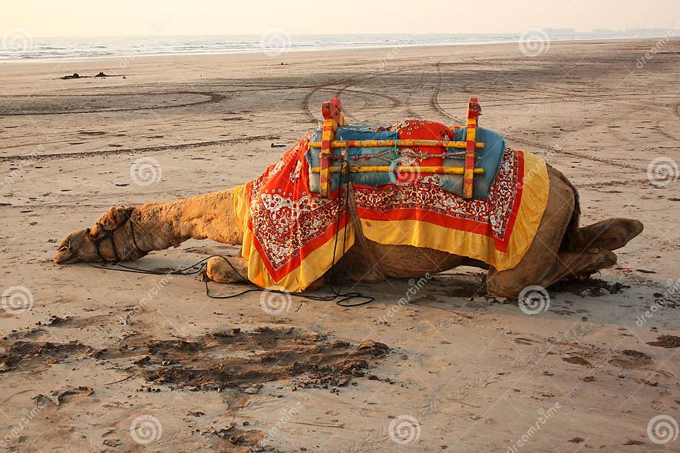 Tired Camel stock image. Image of asia, mammal, seaside - 23745177