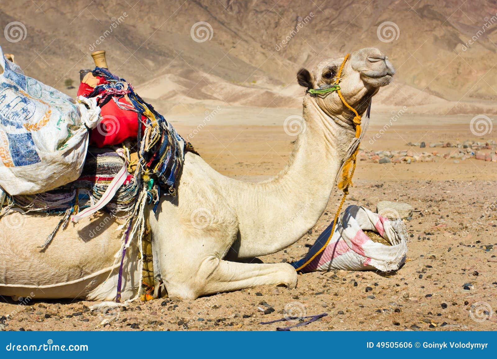 Tired camel stock photo. Image of heat, hump, arid, adventure - 49505606