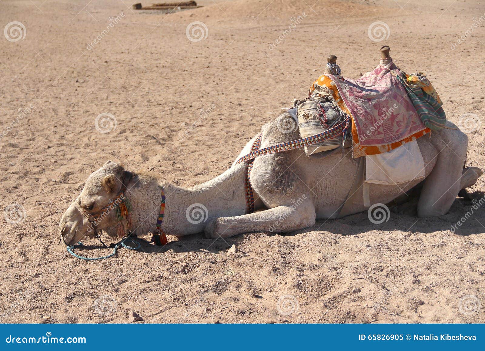 Tired Camel Lying on the Sand Stock Image - Image of arab, nature: 65826905