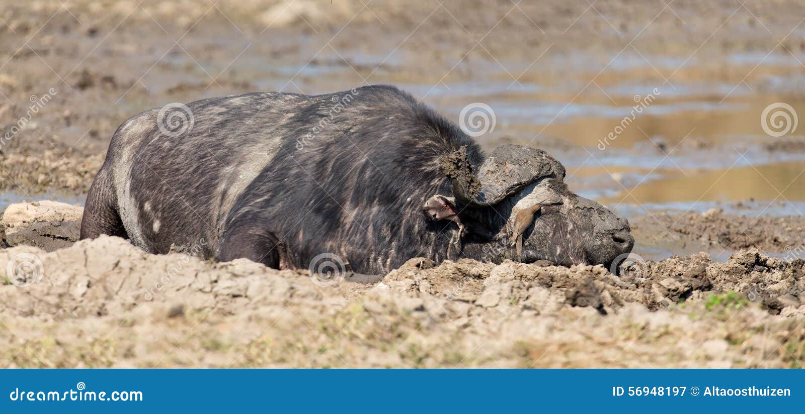 Tired Cape Buffalo Bull Rolling in Water Pond To Cool Down Stock Image ...