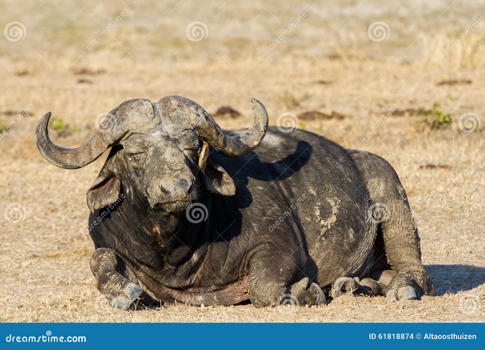 Tired Cape Buffalo Bull Rolling in Water Pond To Cool Down Stock Photo ...