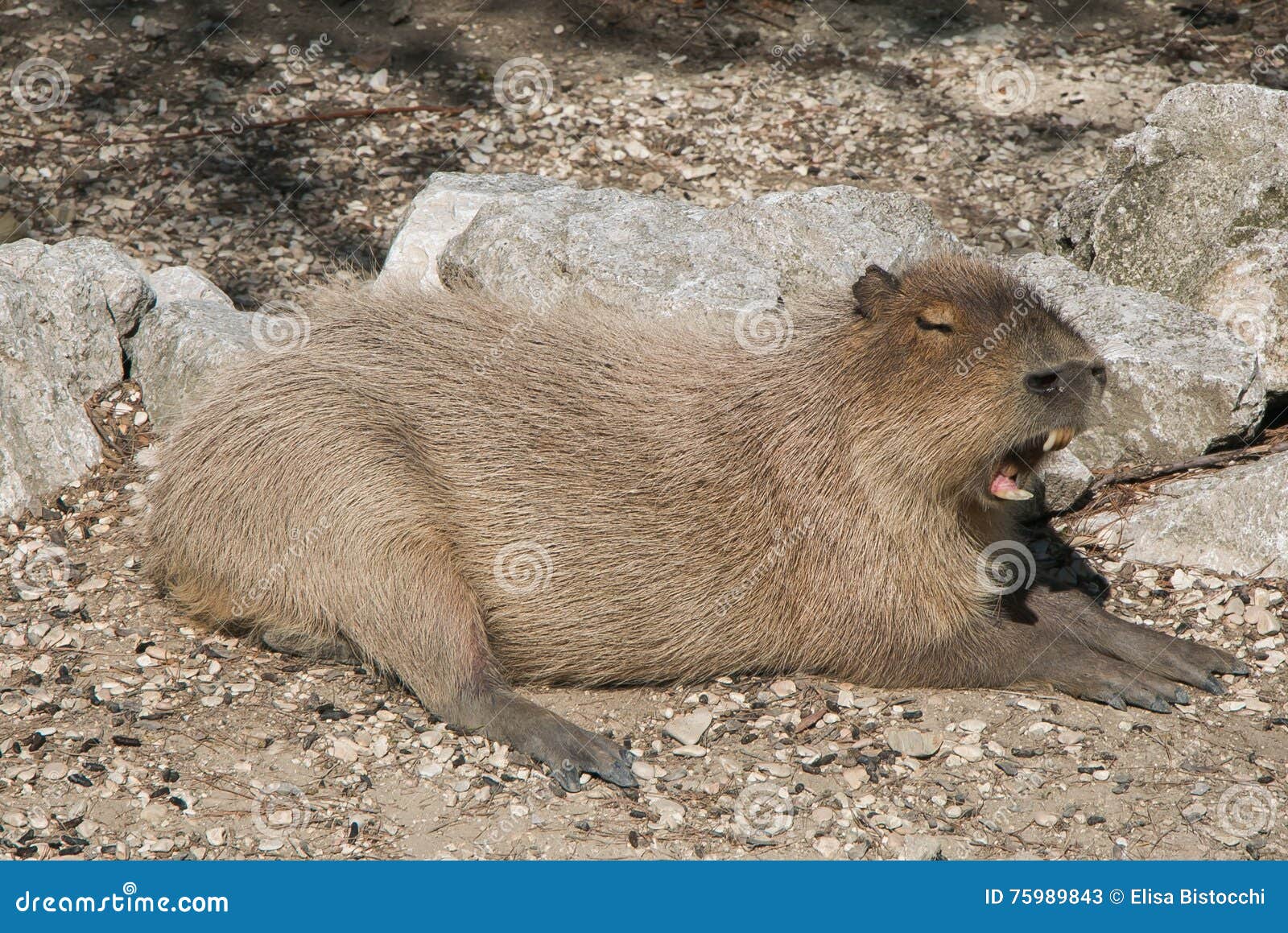 Capybara Is Relaxing In The Grass Royalty-Free Stock Image ...