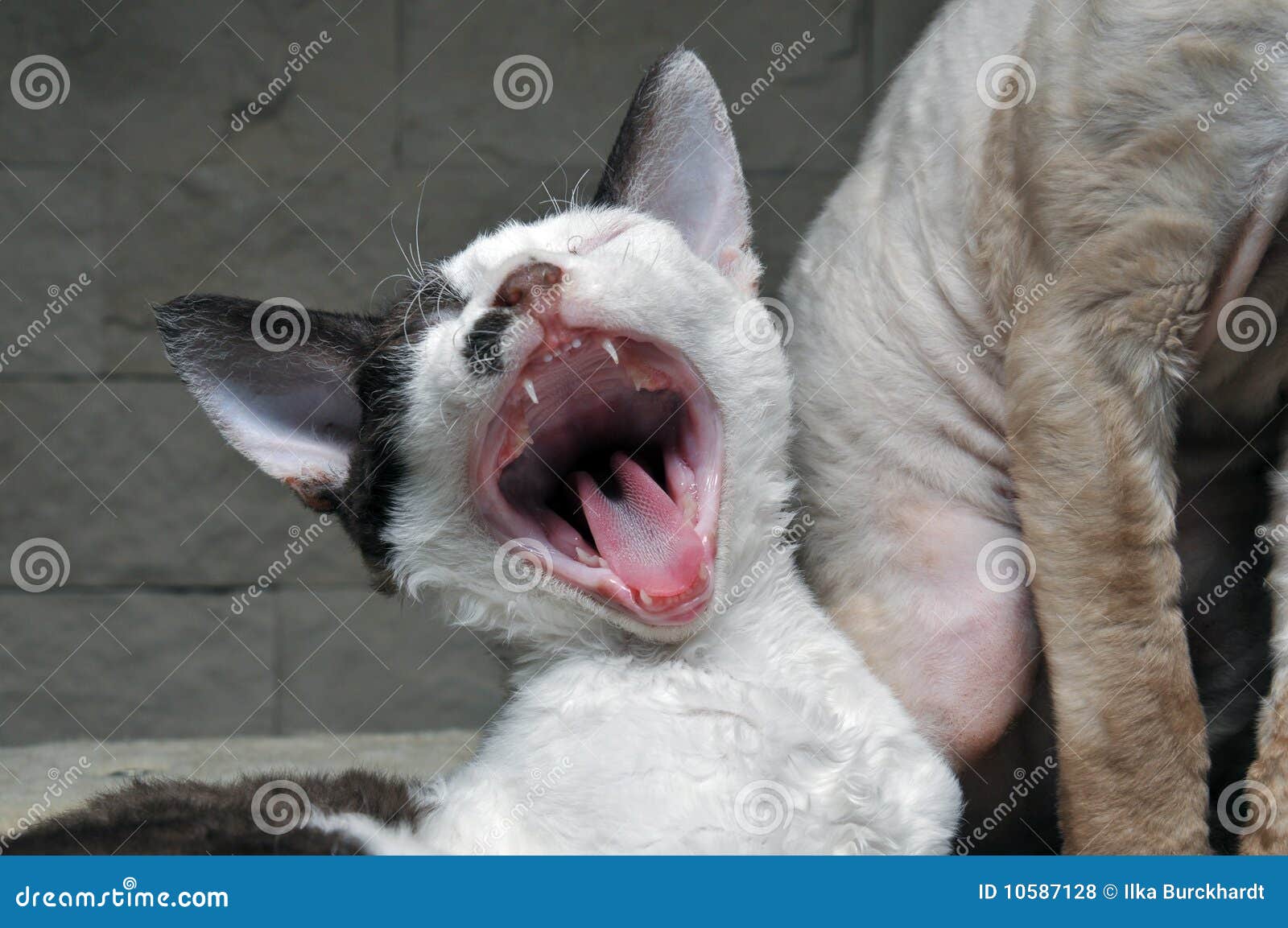 Tired cat stock photo. Image of yawning, mouth, wearness - 10587128