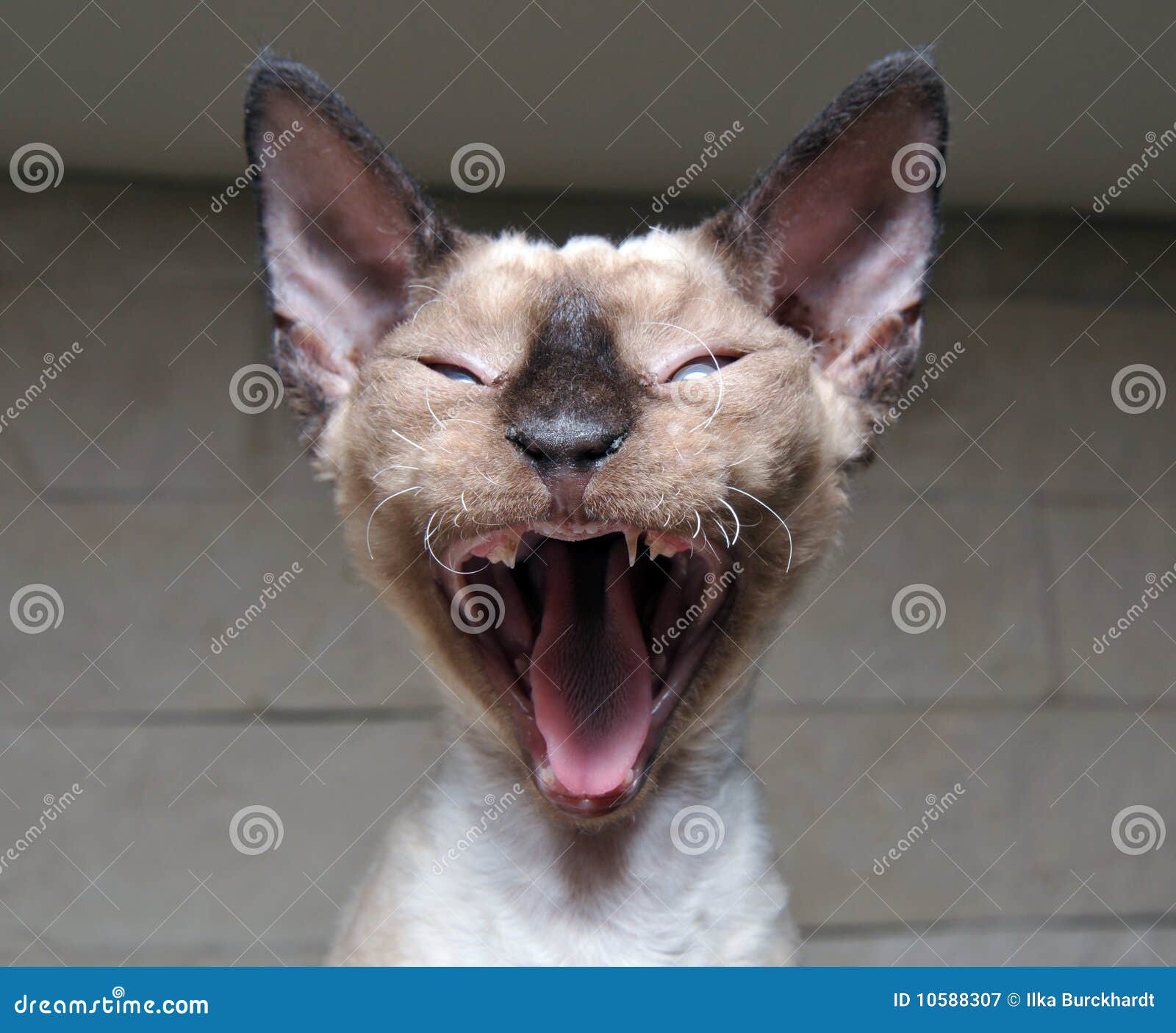 Tired cat stock image. Image of yawning, laughing, funny - 10588307