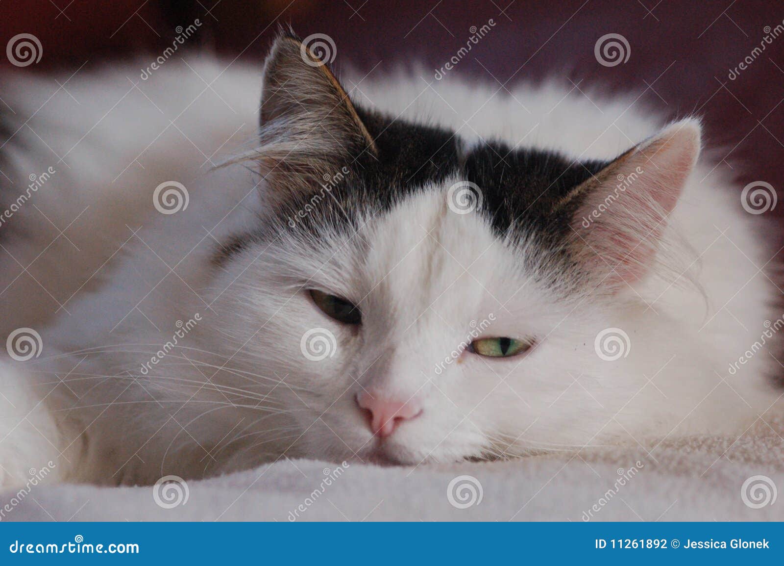 Tired cat stock photo. Image of canine, white, sleep - 11261892