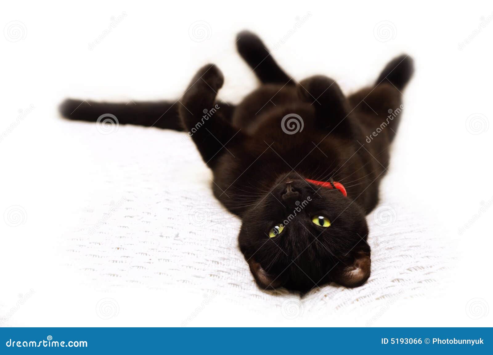 Tired Cat stock photo. Image of domesticated, silly, black - 5193066